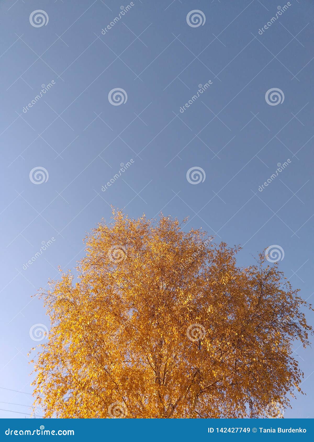 Yellow tree in the sky stock image. Image of yellow - 142427749