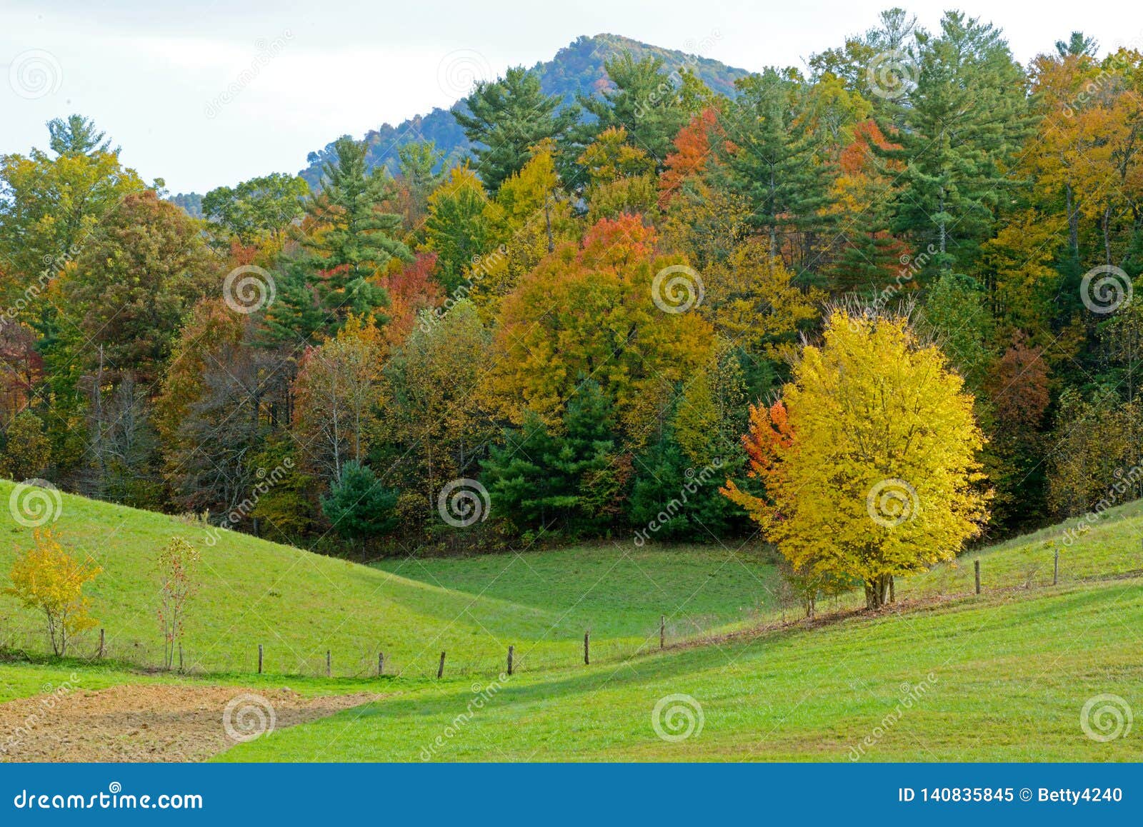 A Yellow Tree, Sloping Green Grass, and Background Mountains. Stock ...