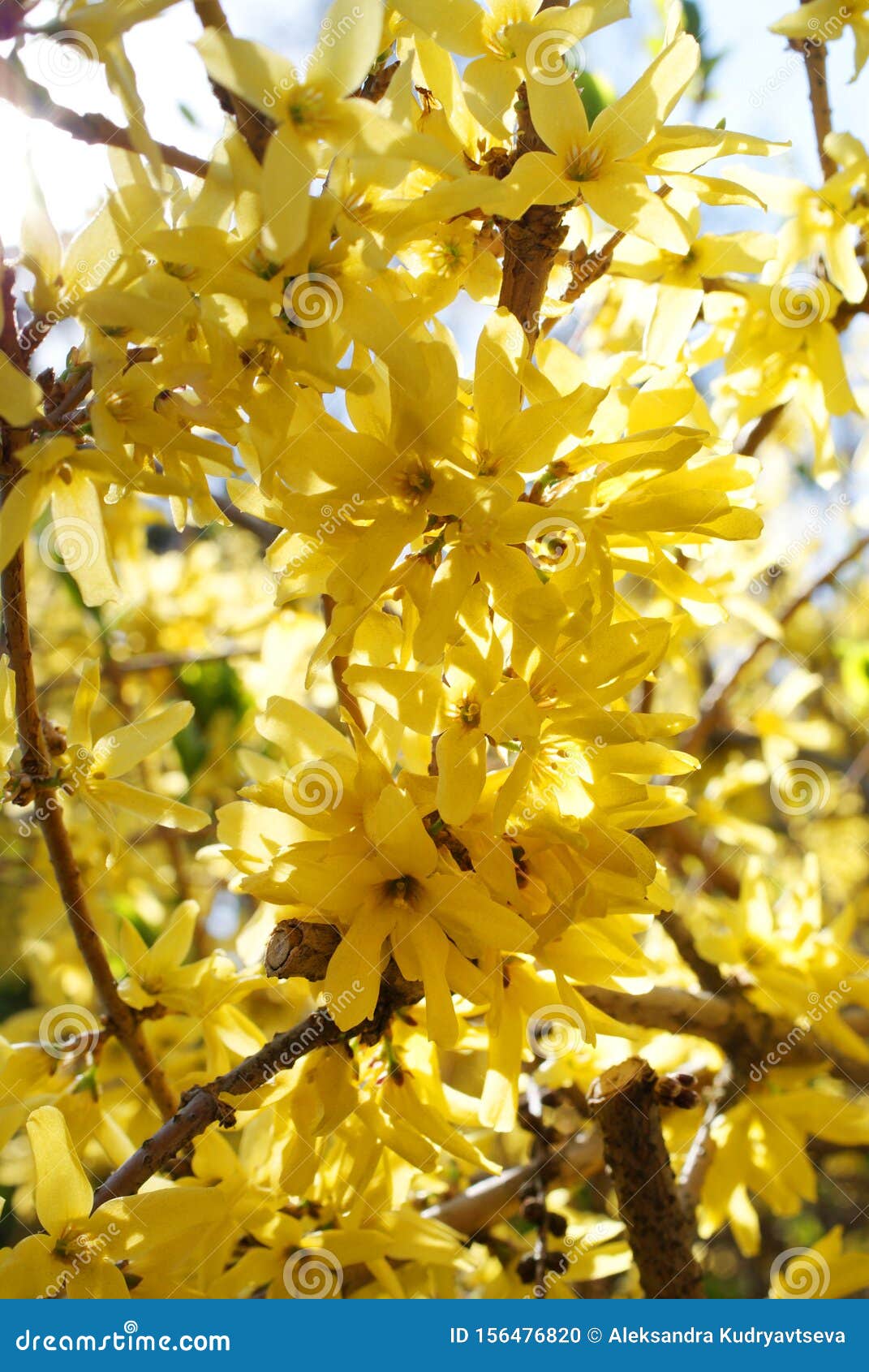 Yellow Tree Spring Forsythia Blooming Flowers Stock Photo - Image of ...
