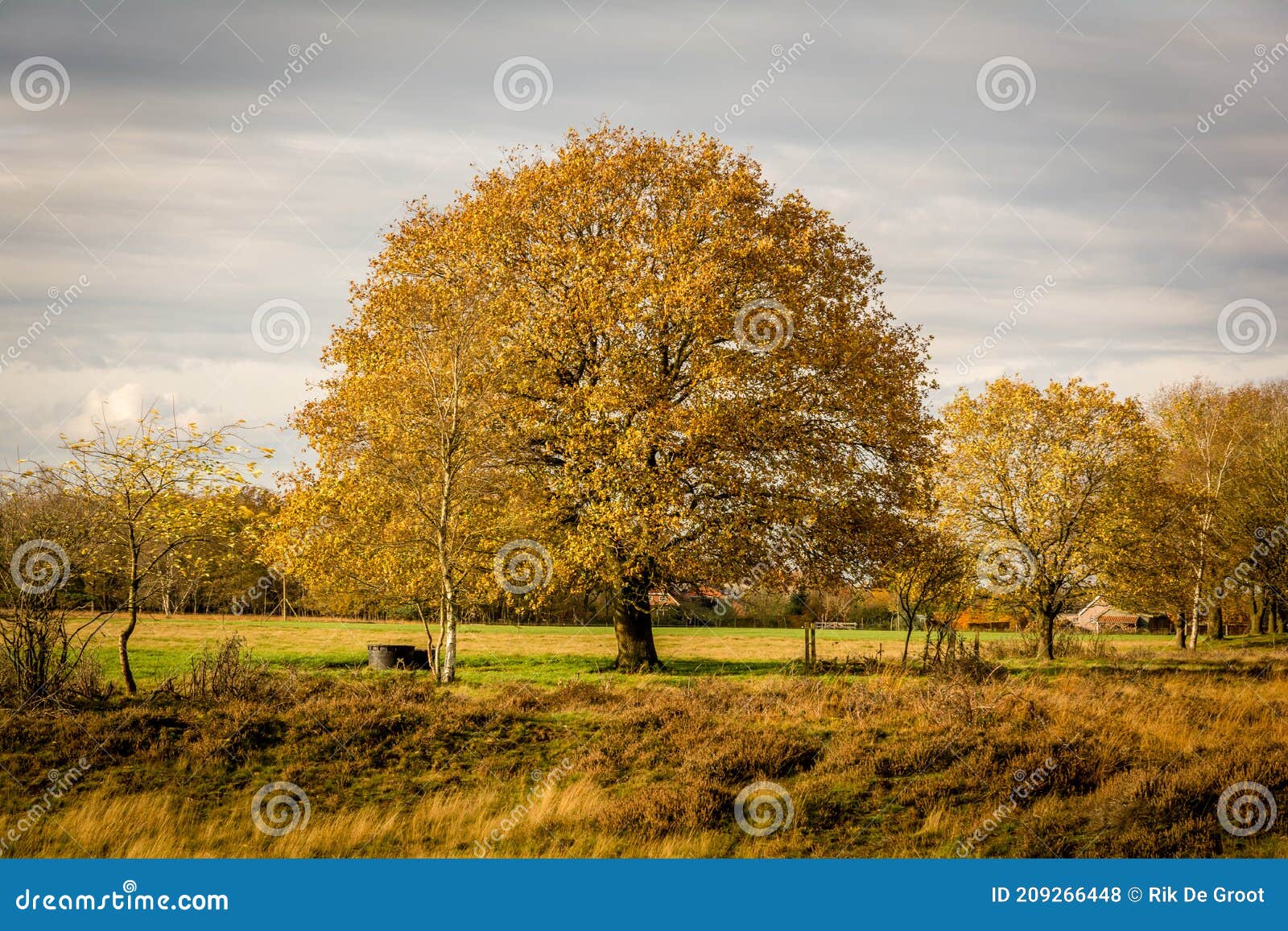 Yellow Tree Standing in Oude Molen a Dutch Town in Drenthe Stock Photo ...