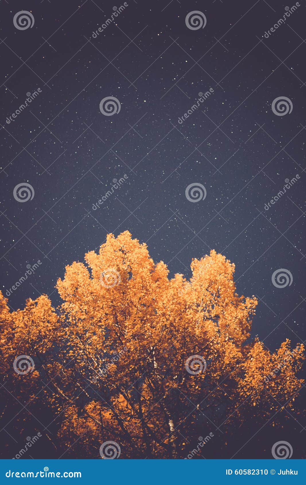 Yellow Tree and Starry Sky at Autumn Night Stock Photo - Image of ...