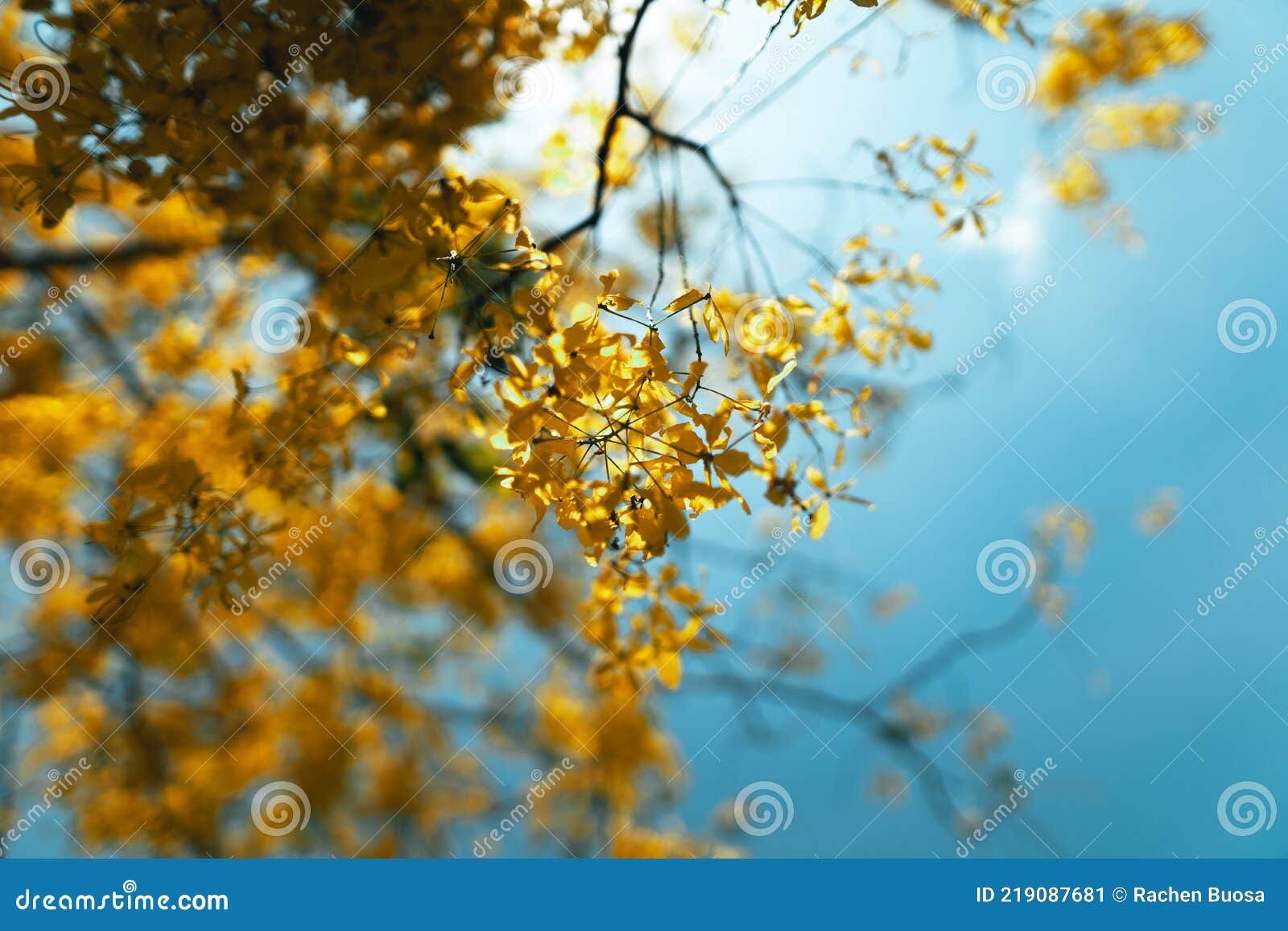 Yellow Tree in Summer Bright Sky Stock Image - Image of floral ...