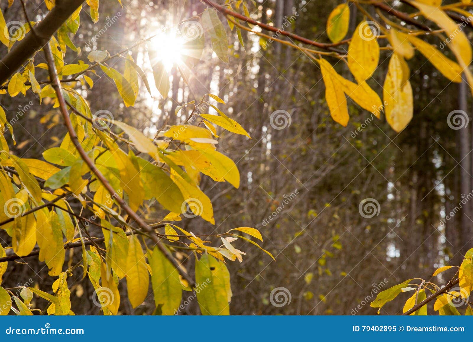 Yellow Tree with Sun stock image. Image of sunset, branch - 79402895