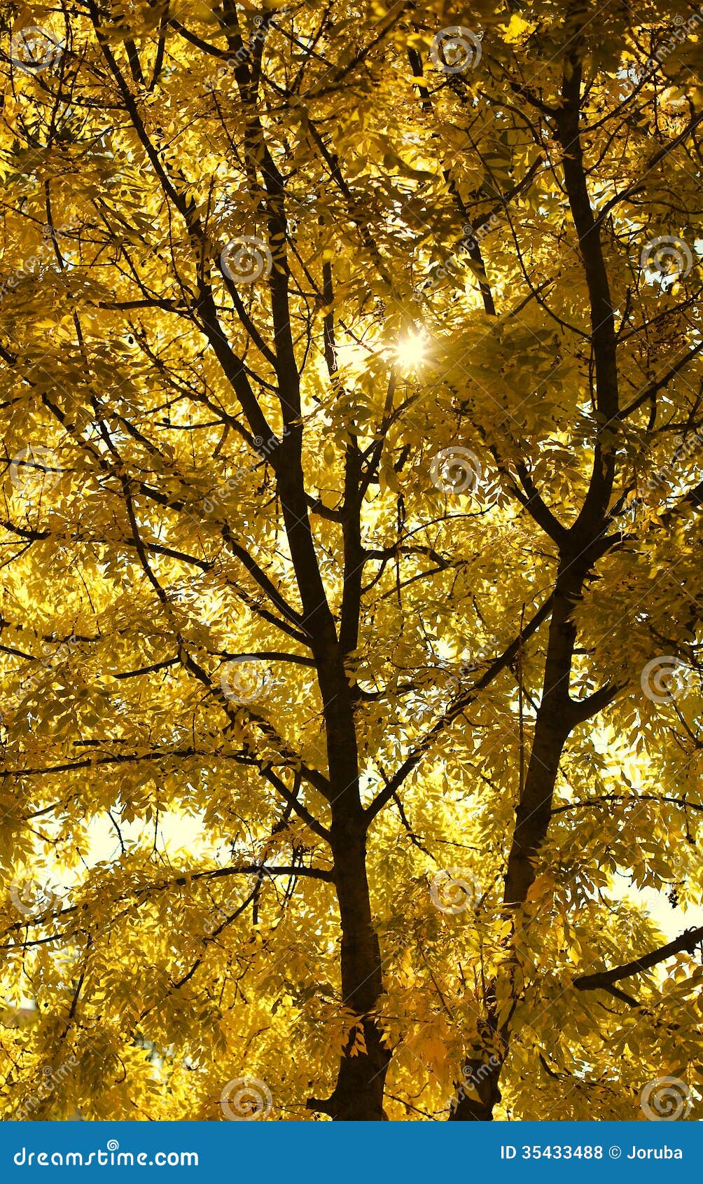 Yellow tree stock photo. Image of botany, landscape, grove - 35433488