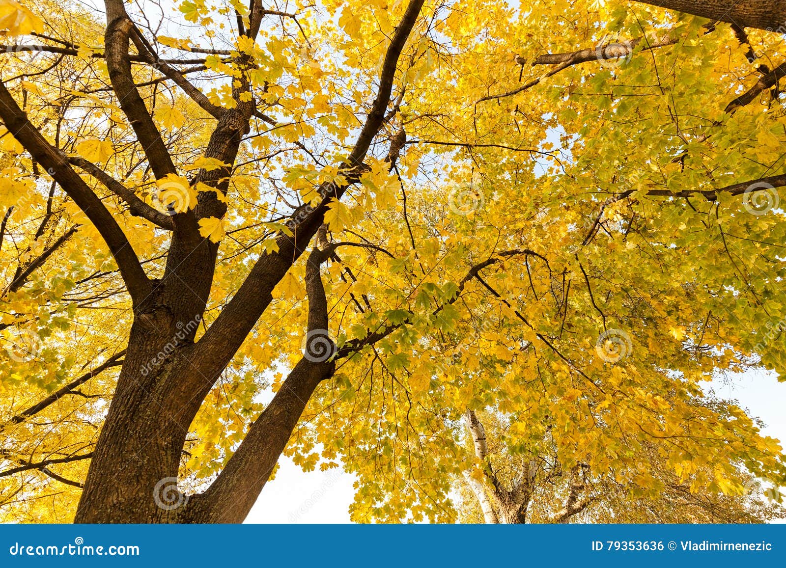 Yellow tree top in autumn stock photo. Image of outdoor - 79353636