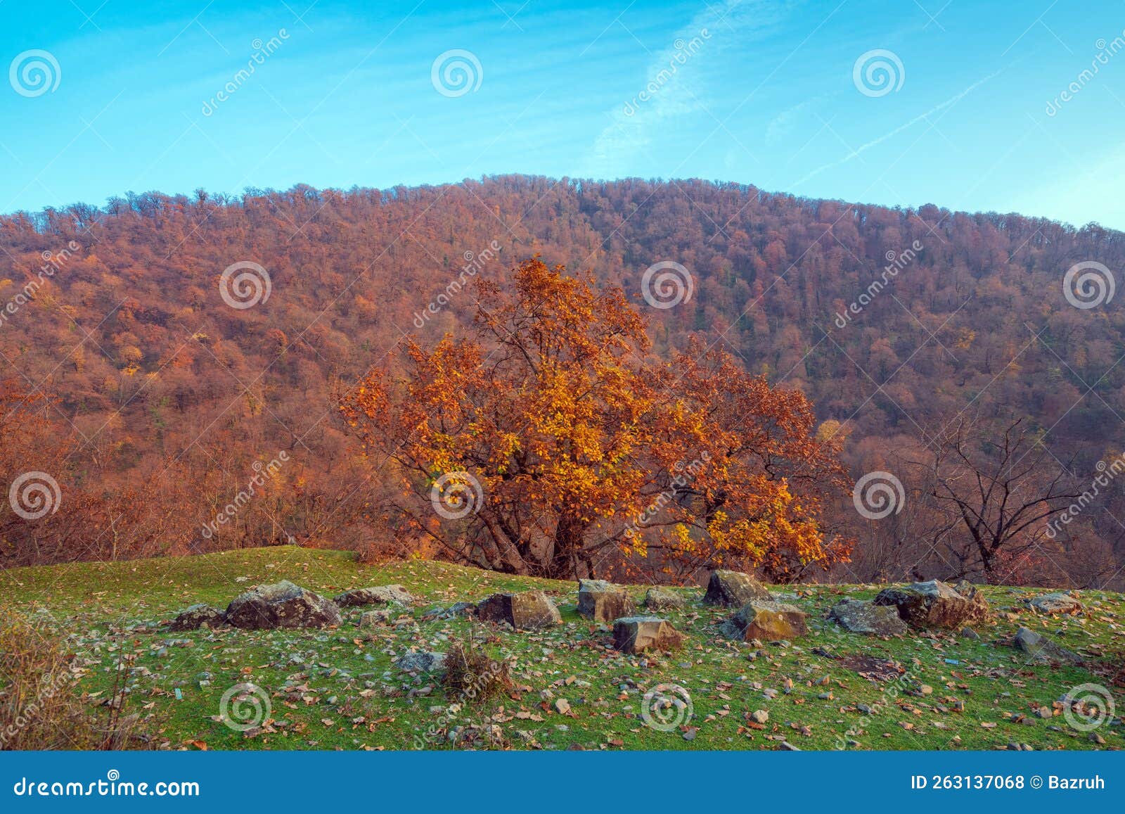 Yellow Tree on Top of the Mountain. Autumn Forest Stock Photo - Image ...