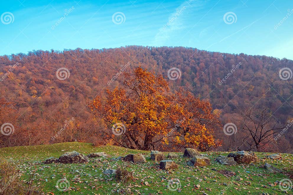 Yellow Tree on Top of the Mountain. Autumn Forest Stock Photo - Image ...