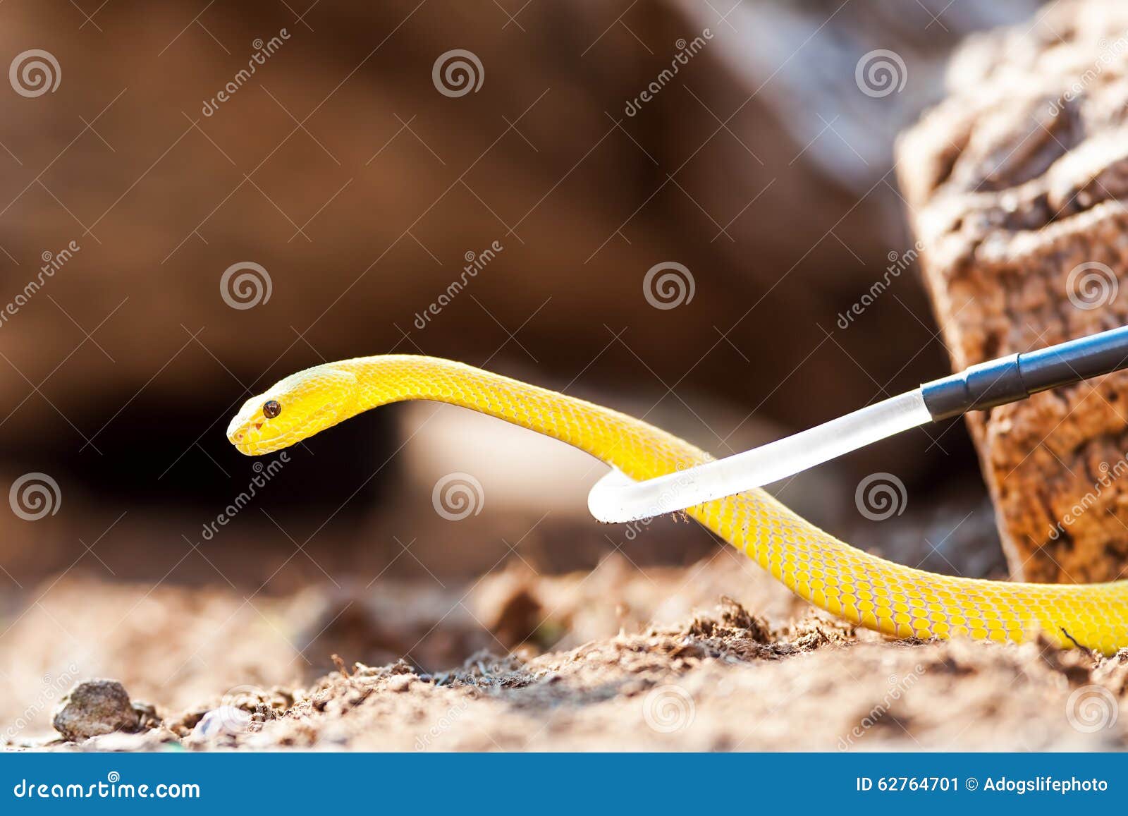 Yellow Tree Viper Being Picked Up by Hook Stock Image - Image of hook ...