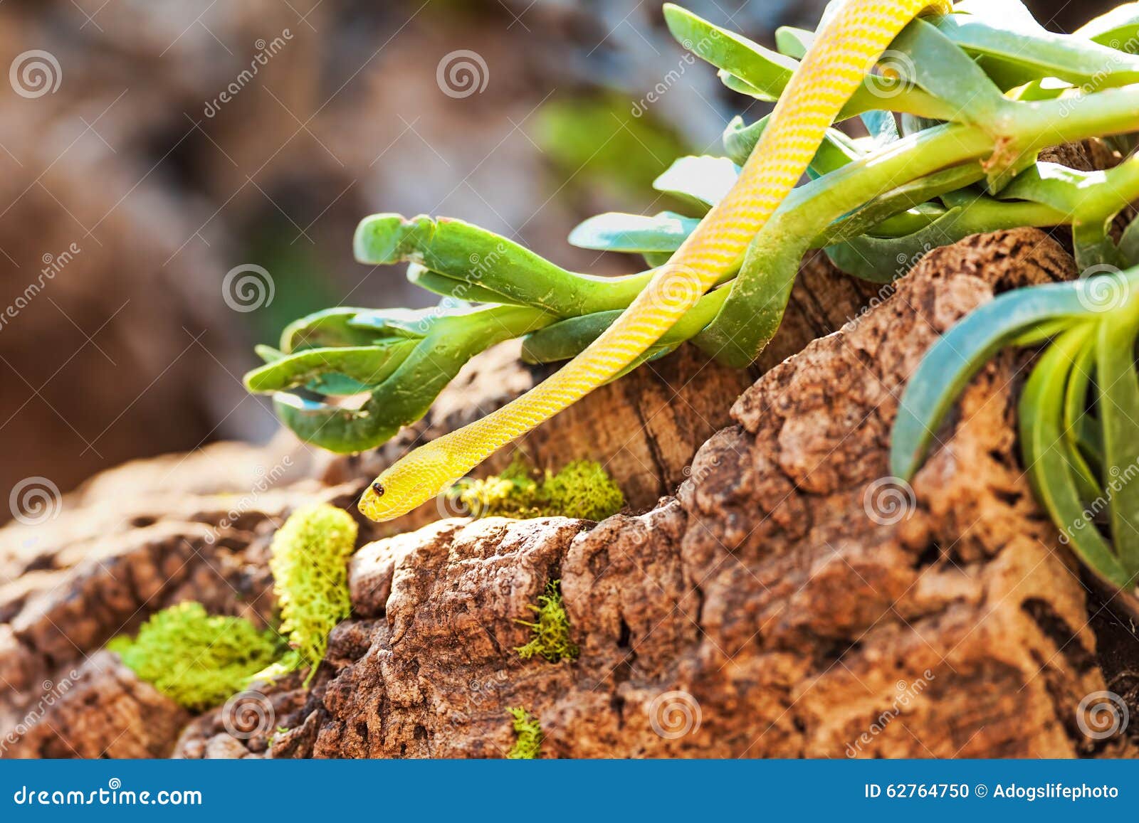 Yellow Tree Viper on Rock stock photo. Image of daylight - 62764750