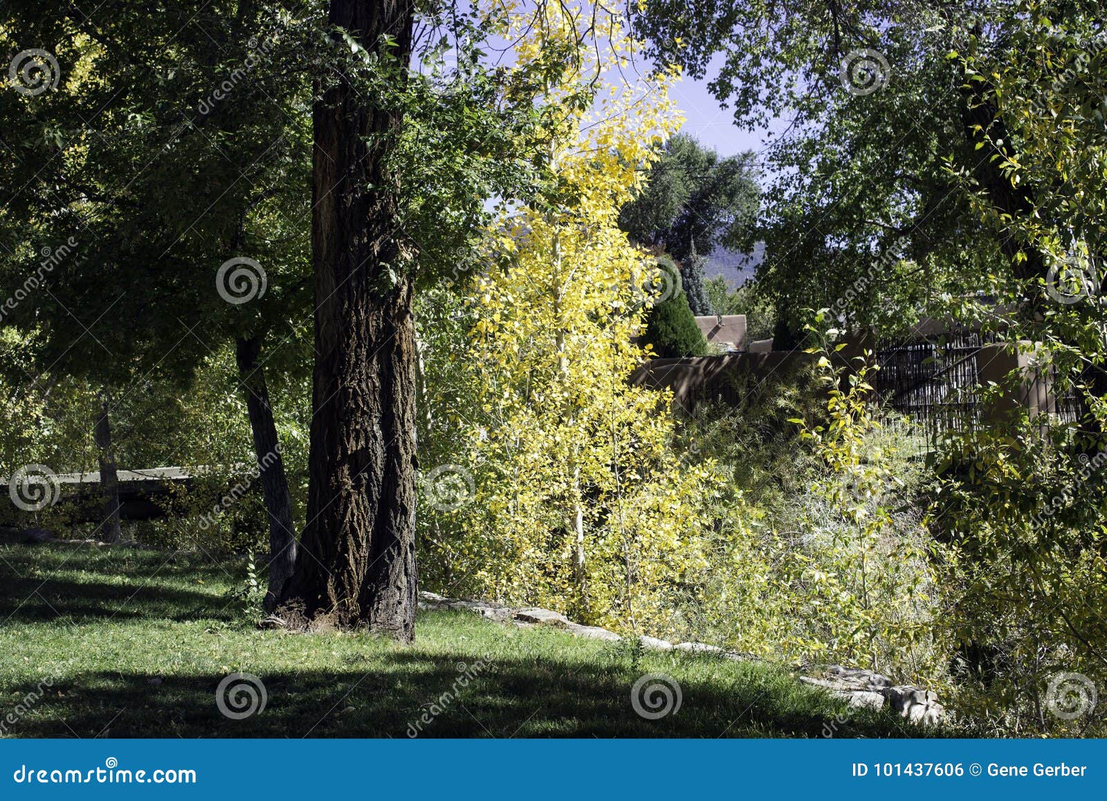 Yellow Tree stock photo. Image of grass, nature, blue - 101437606
