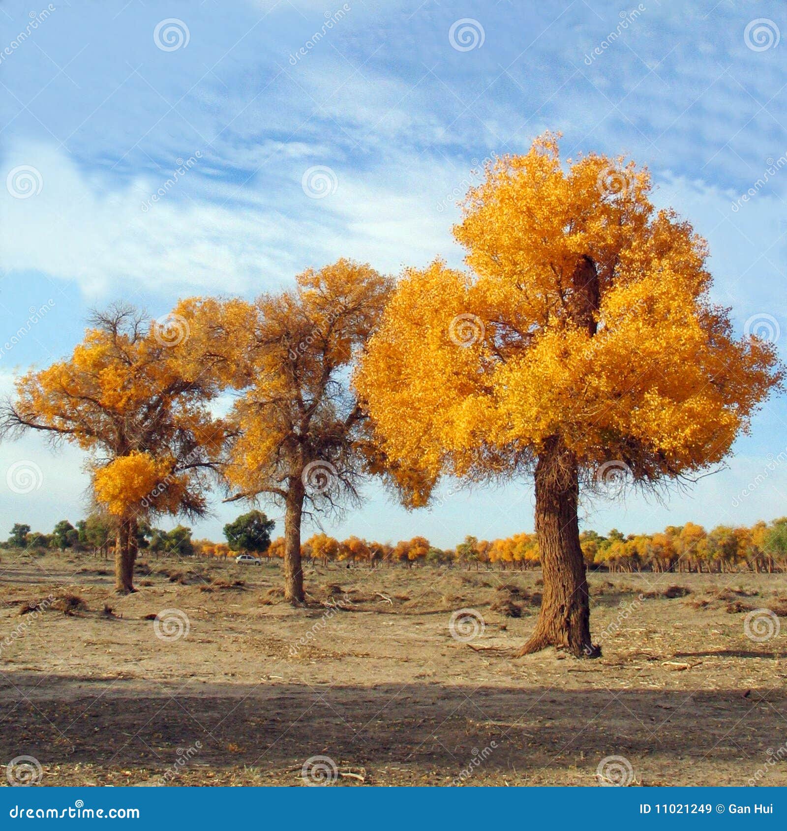 Yellow trees stock image. Image of composition, branches - 11021249