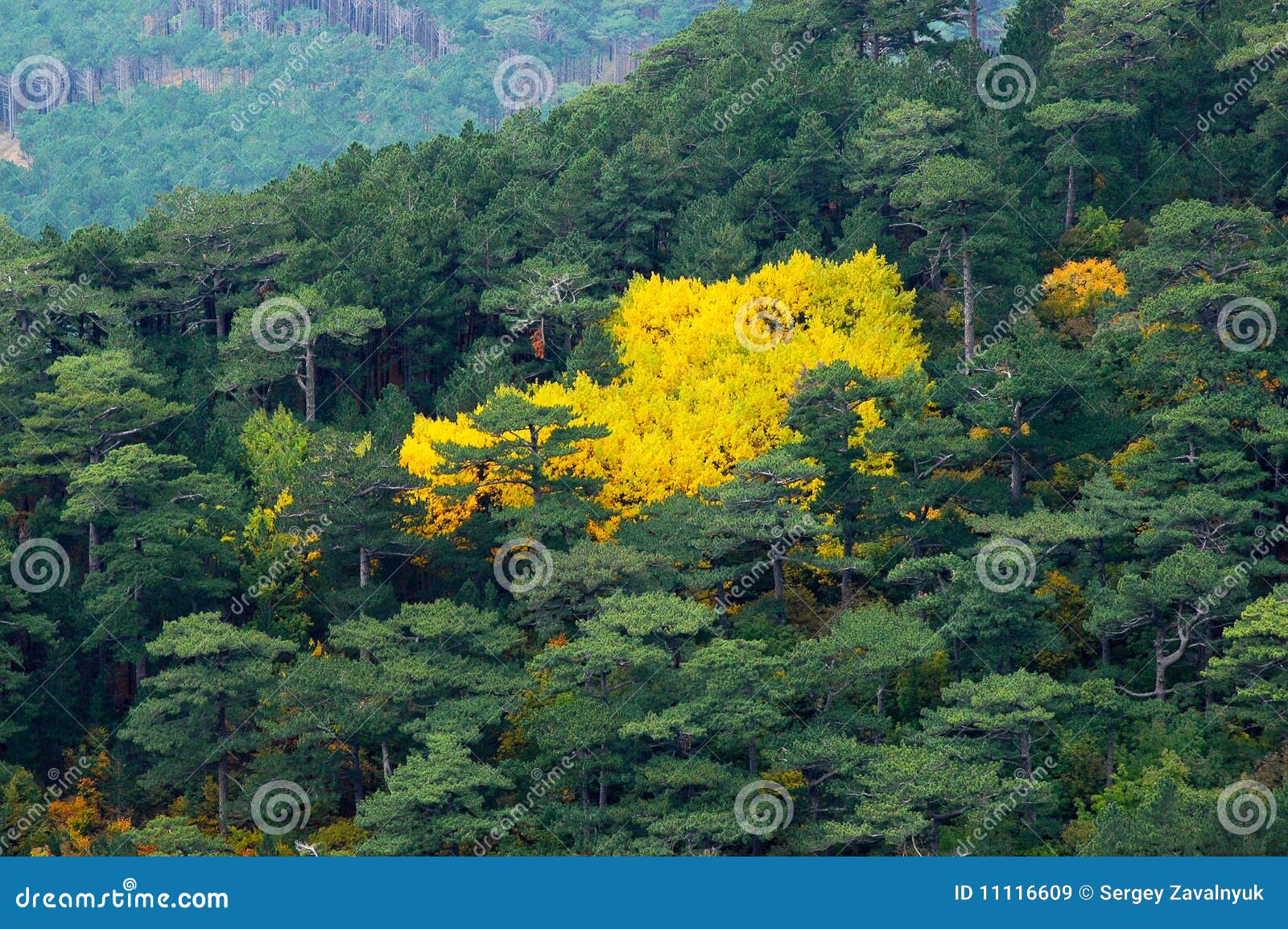 Yellow trees stock image. Image of landscape, nature - 11116609
