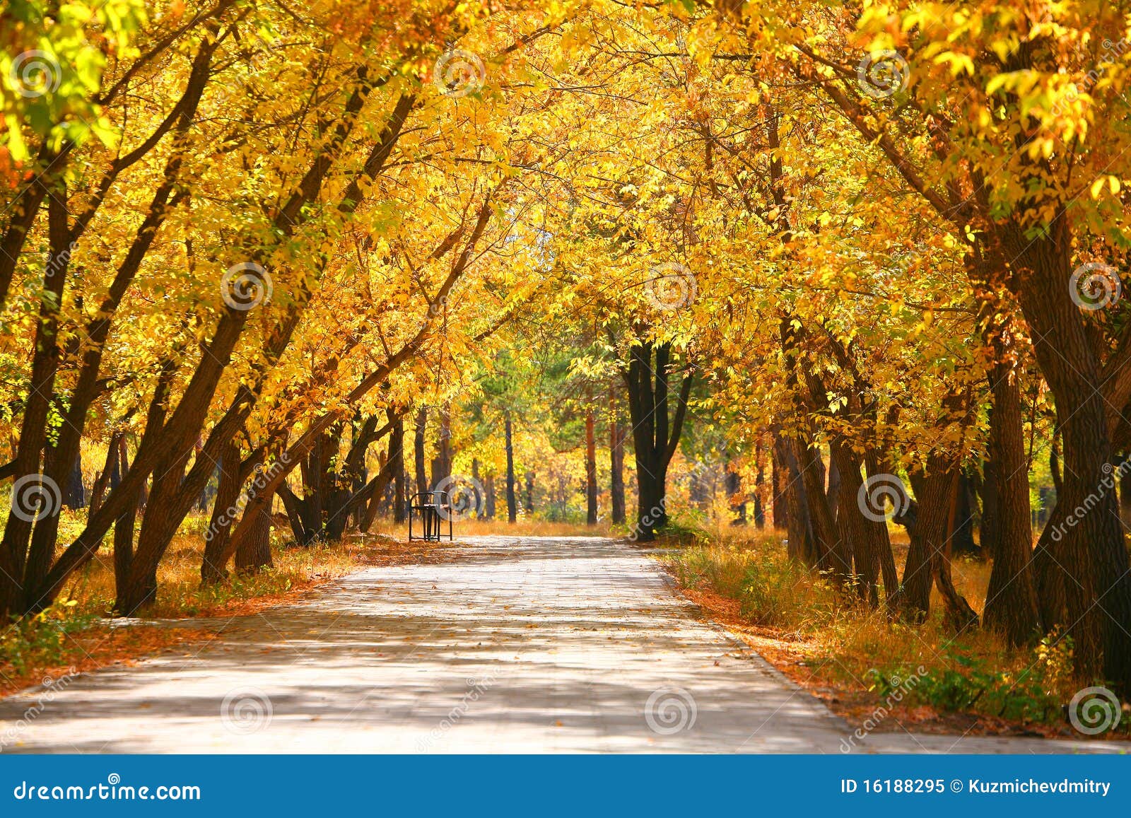 Yellow trees stock image. Image of descriptive, forest - 16188295