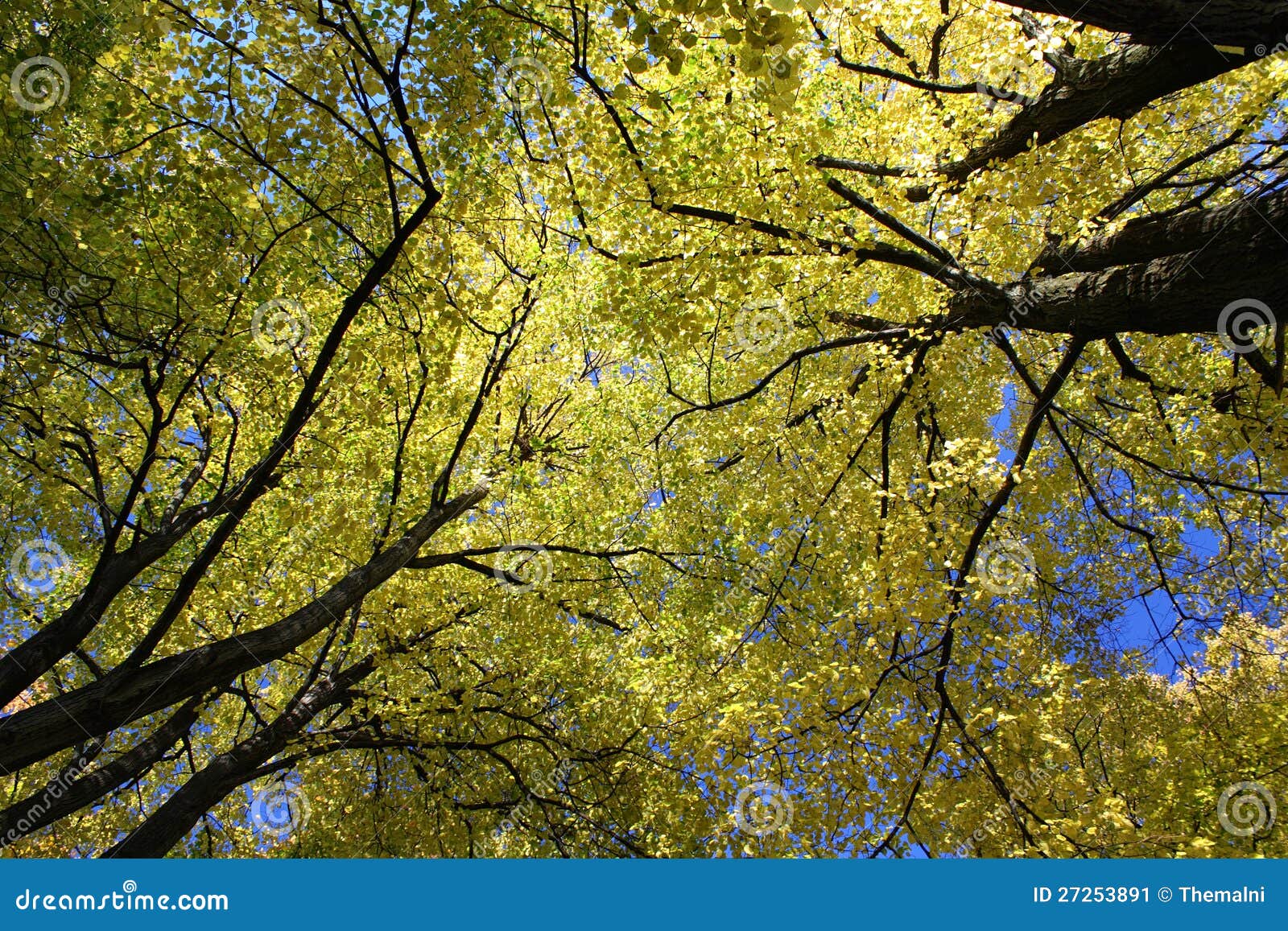 Yellow trees stock image. Image of yellow, nature, fall - 27253891