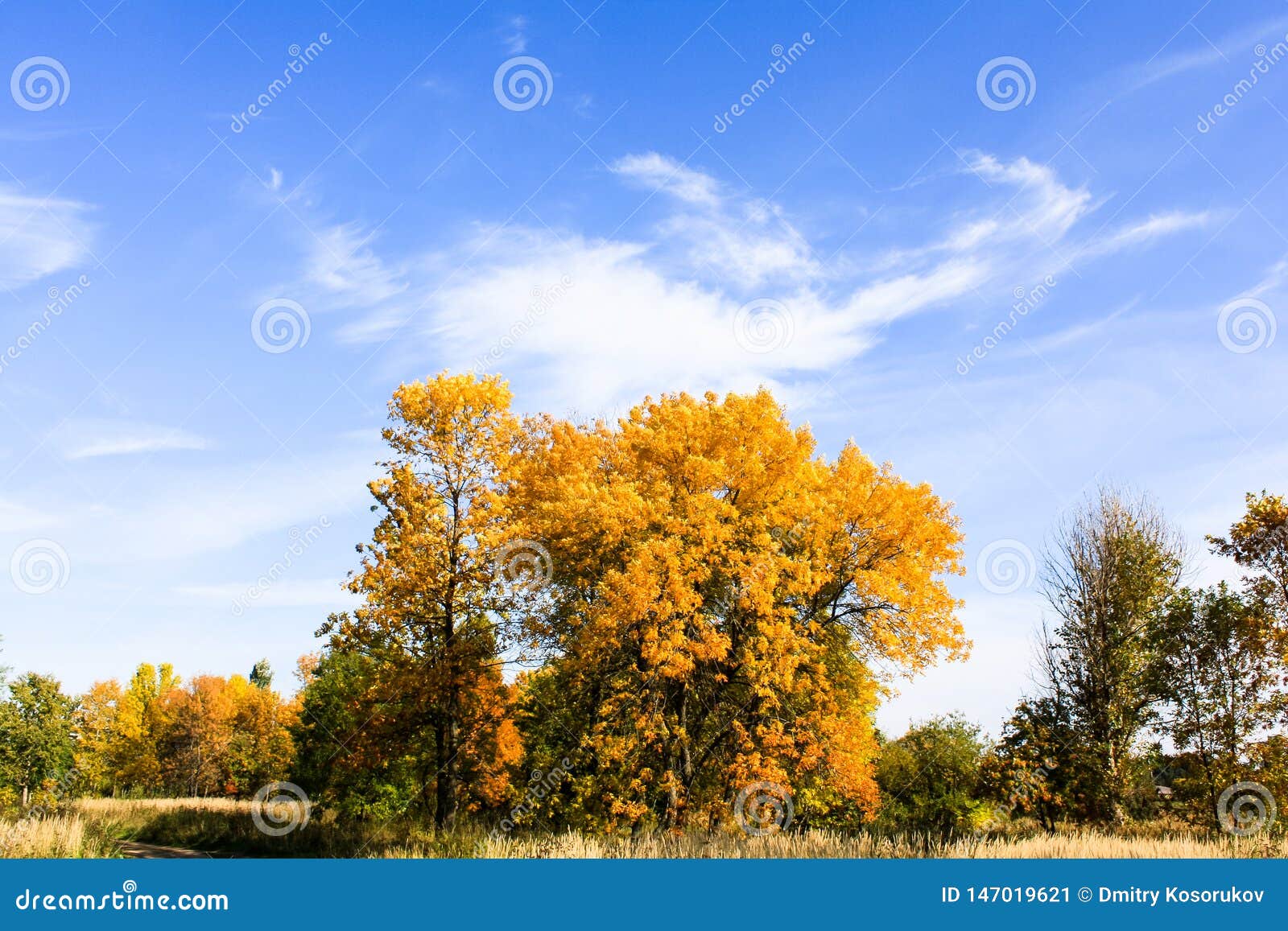 Yellow Trees Against Blue Sky Stock Image - Image of season, aspen ...