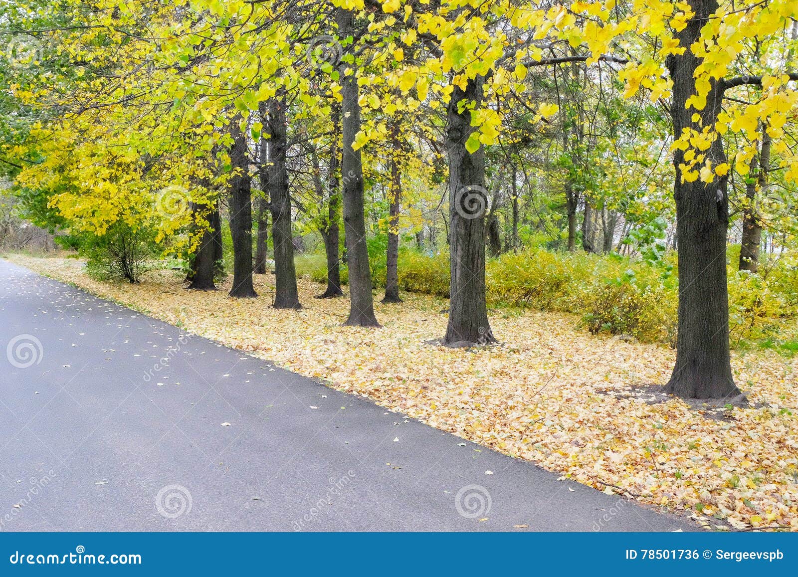 Yellow Trees Along the Road Stock Photo - Image of road, path: 78501736