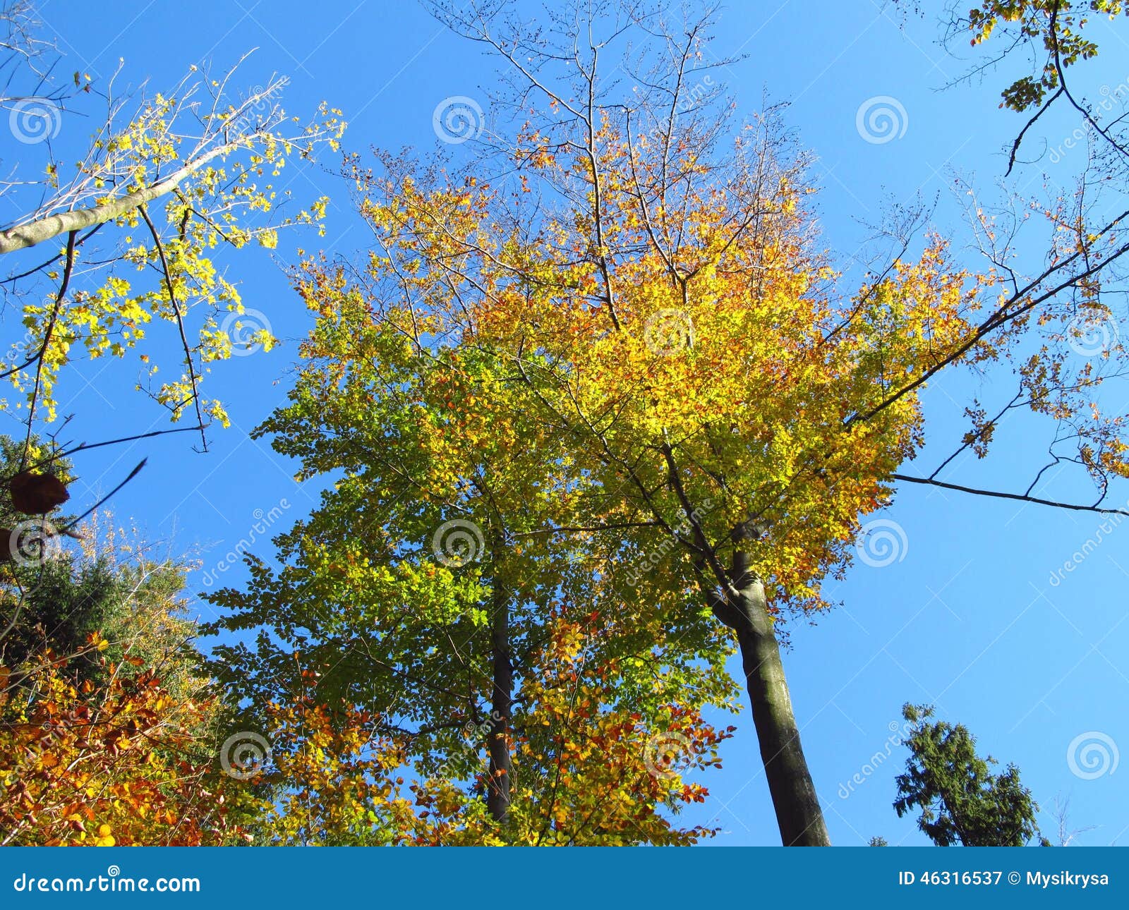 Yellow trees in autumn stock image. Image of hills, contrast - 46316537
