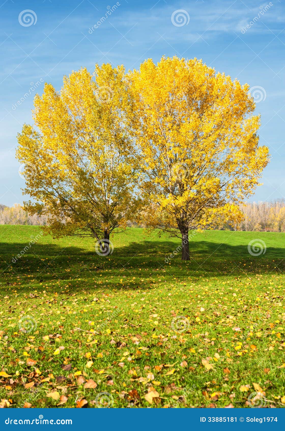 Yellow Trees in Autumn Forest Stock Image - Image of foliage, horizon ...