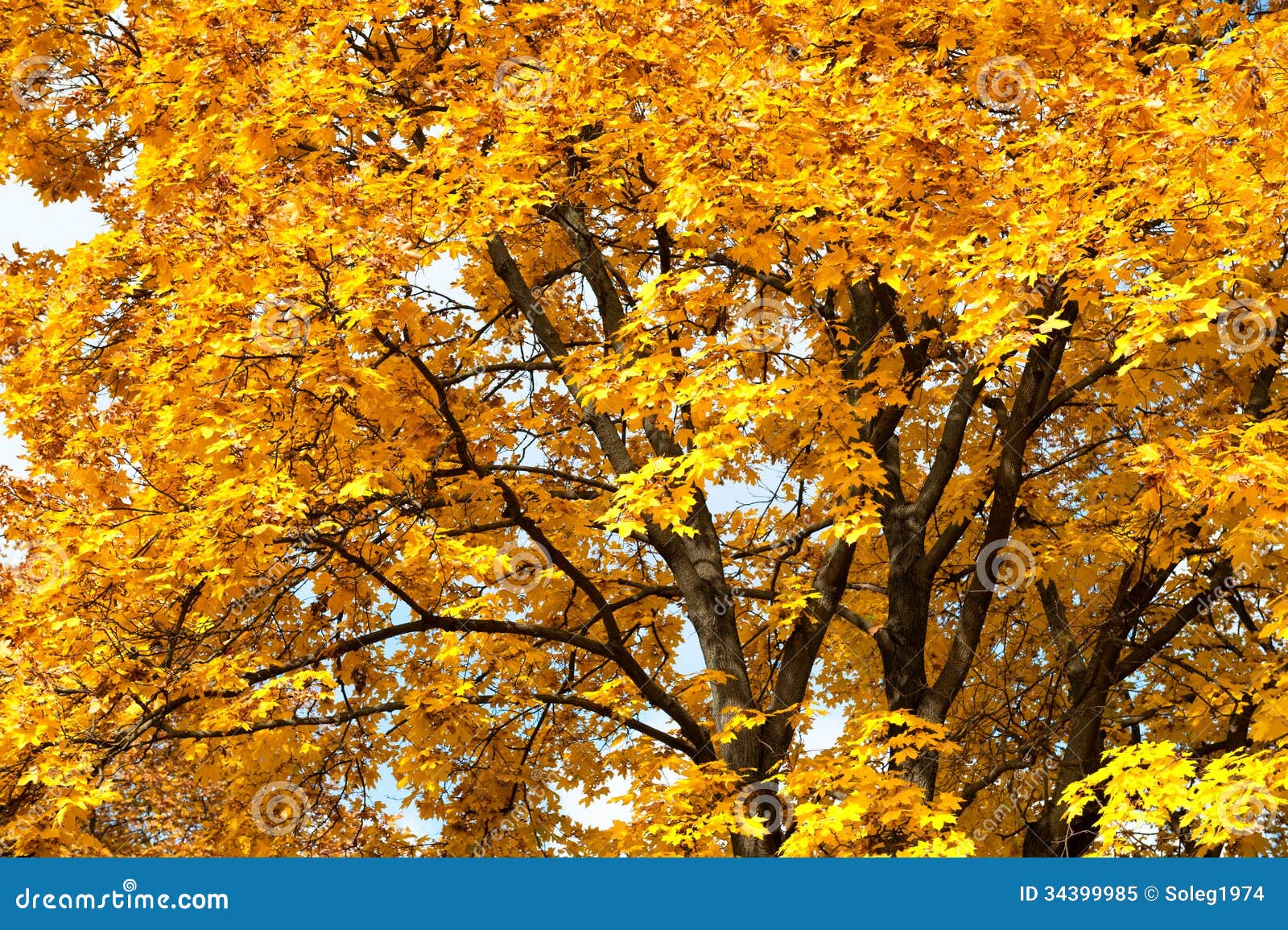 Yellow Trees in Autumn Forest Stock Image - Image of forest, lush: 34399985