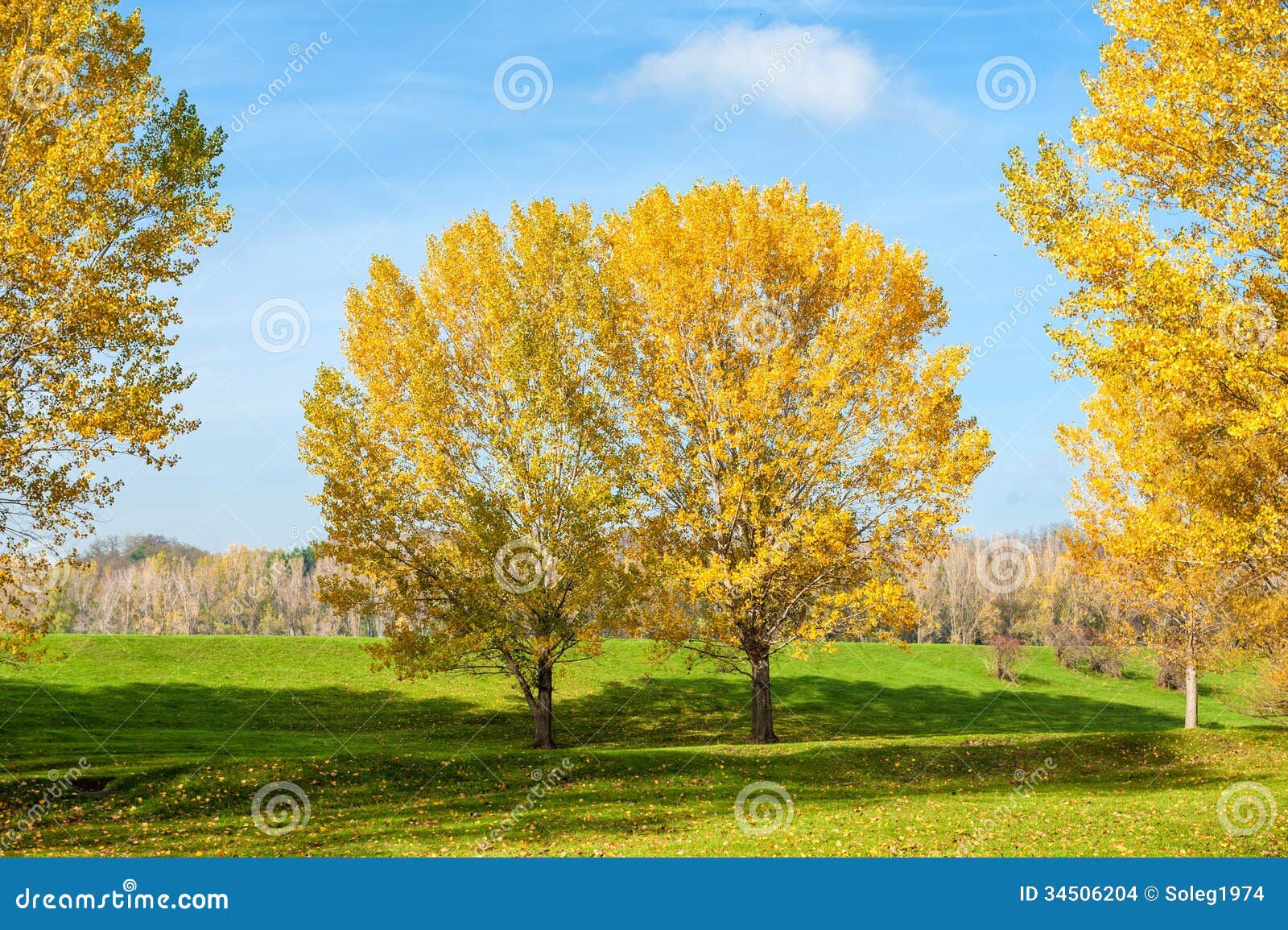 Yellow Trees in Autumn Forest Stock Photo - Image of sunlight, light ...