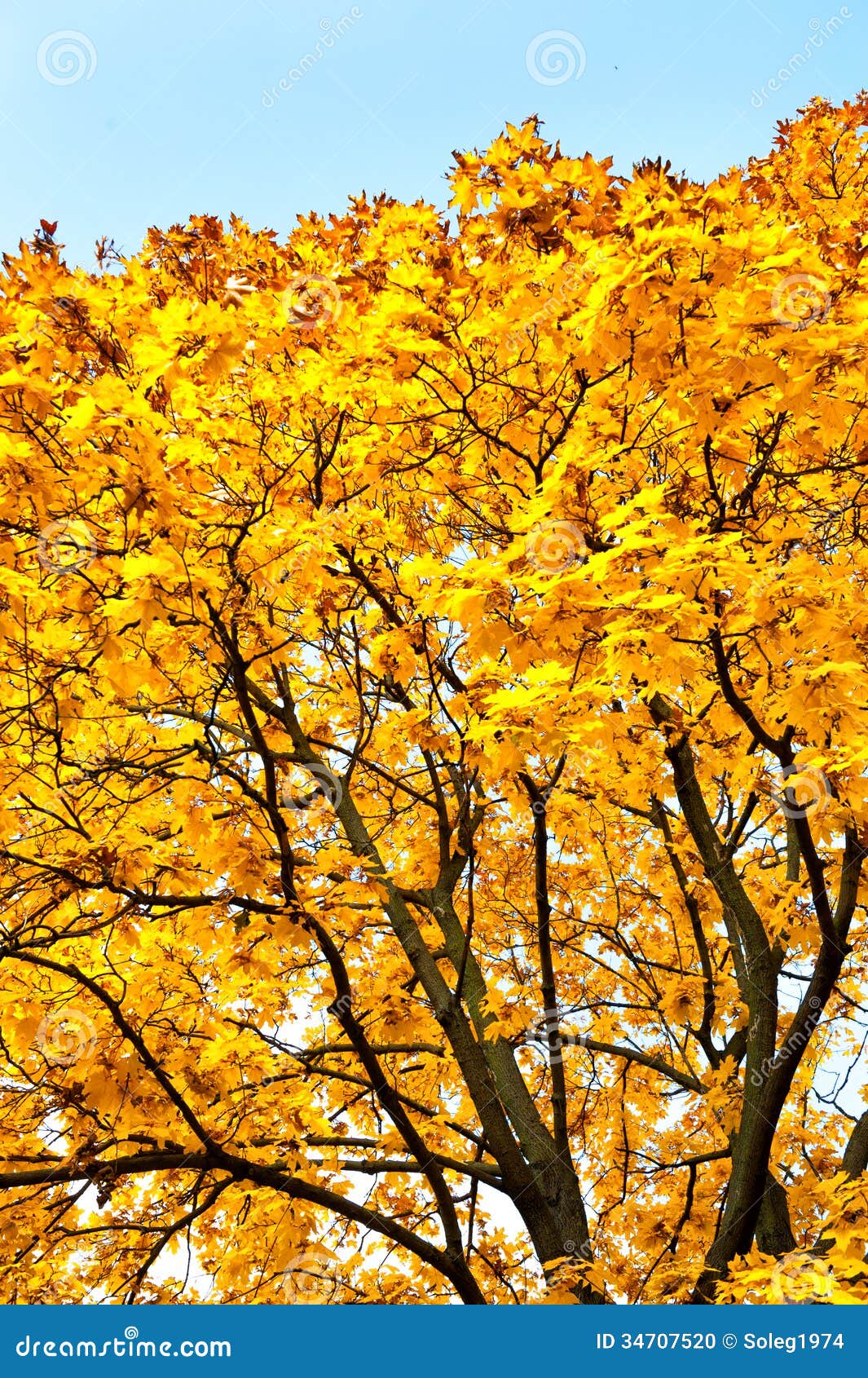 Yellow Trees in Autumn Forest Stock Photo - Image of brown, plain: 34707520