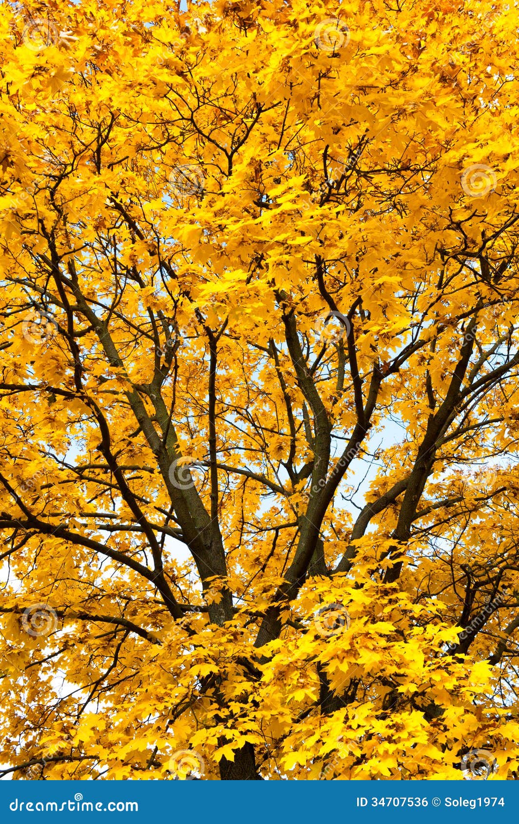 Yellow Trees in Autumn Forest Stock Photo - Image of cloudscape, light ...