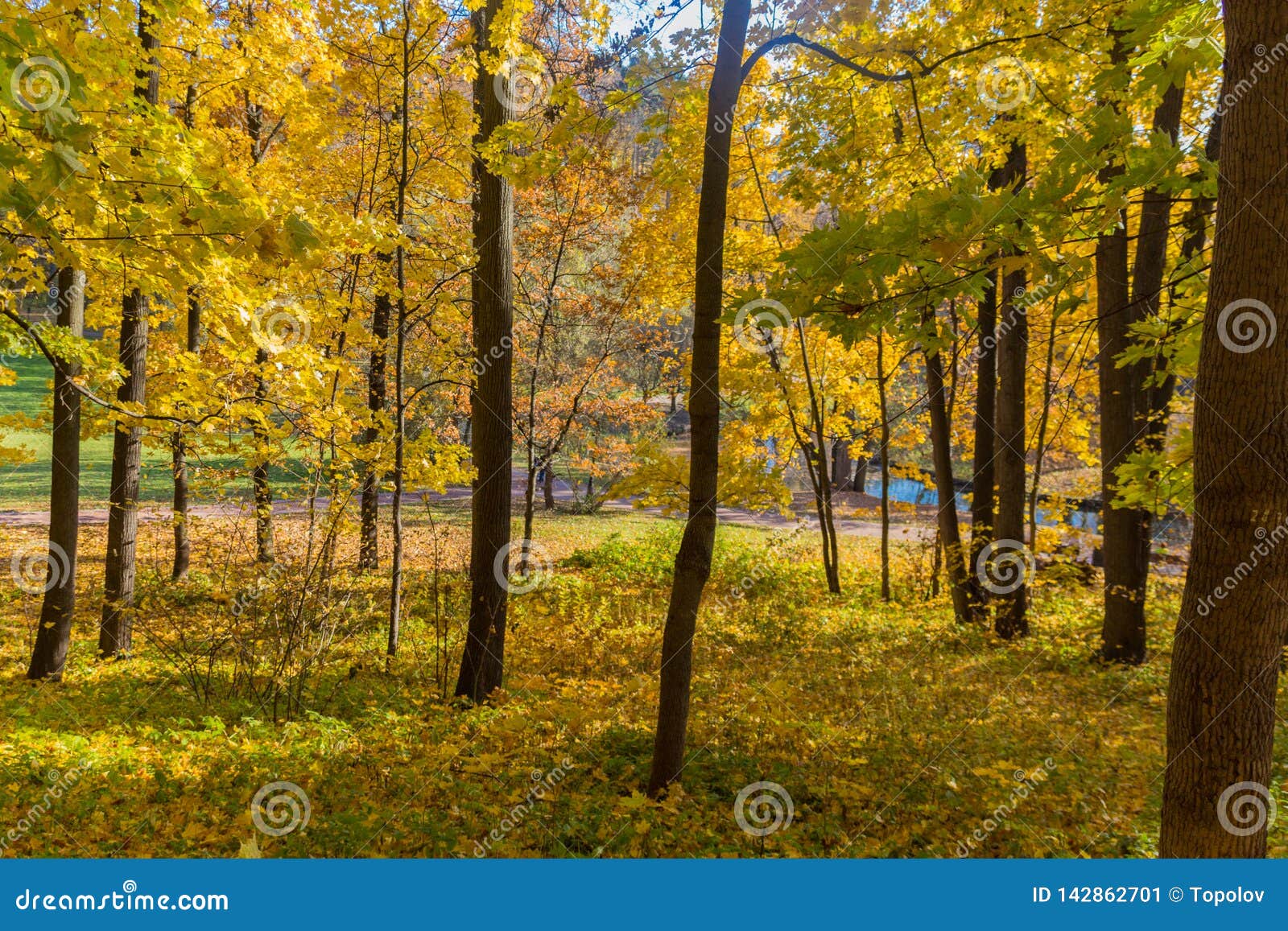 Yellow Trees in Autumn Park Stock Image - Image of green, sunny: 142862701