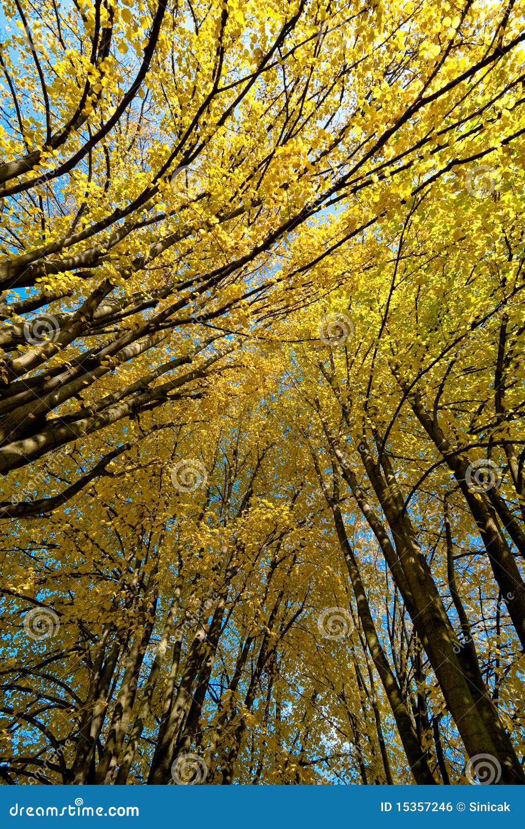 Yellow trees on fall stock photo. Image of nature, sunny - 15357246