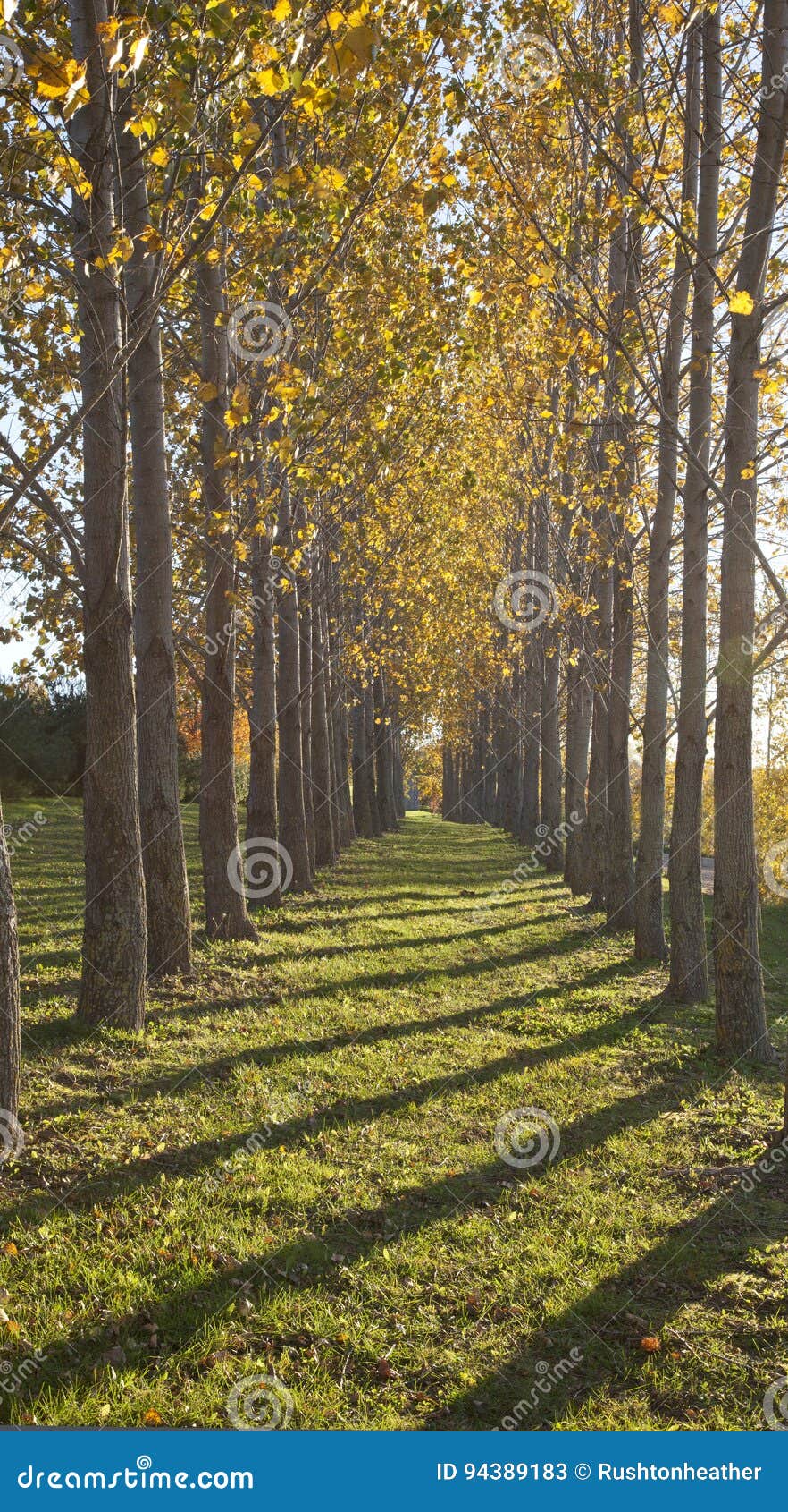 Yellow trees in fall stock image. Image of branch, autumn - 94389183