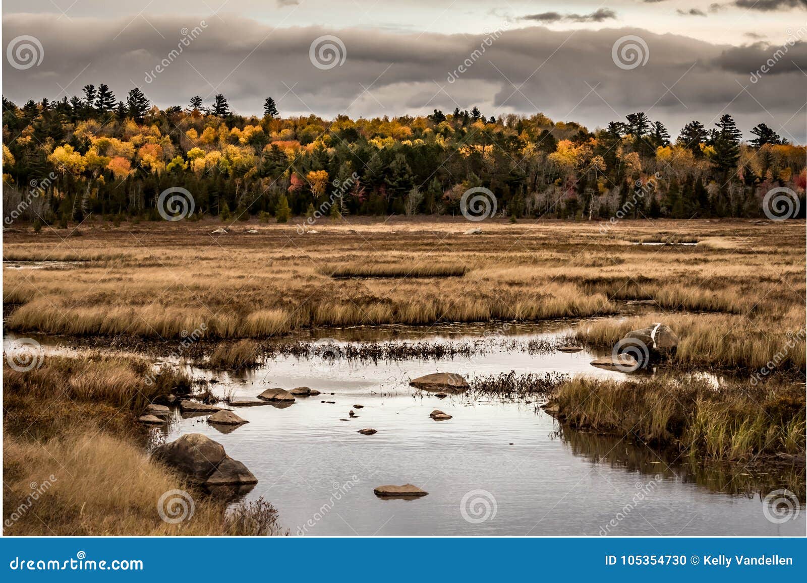 Yellow Trees Line the Edge of Brown Marsh in Maine Stock Photo - Image ...