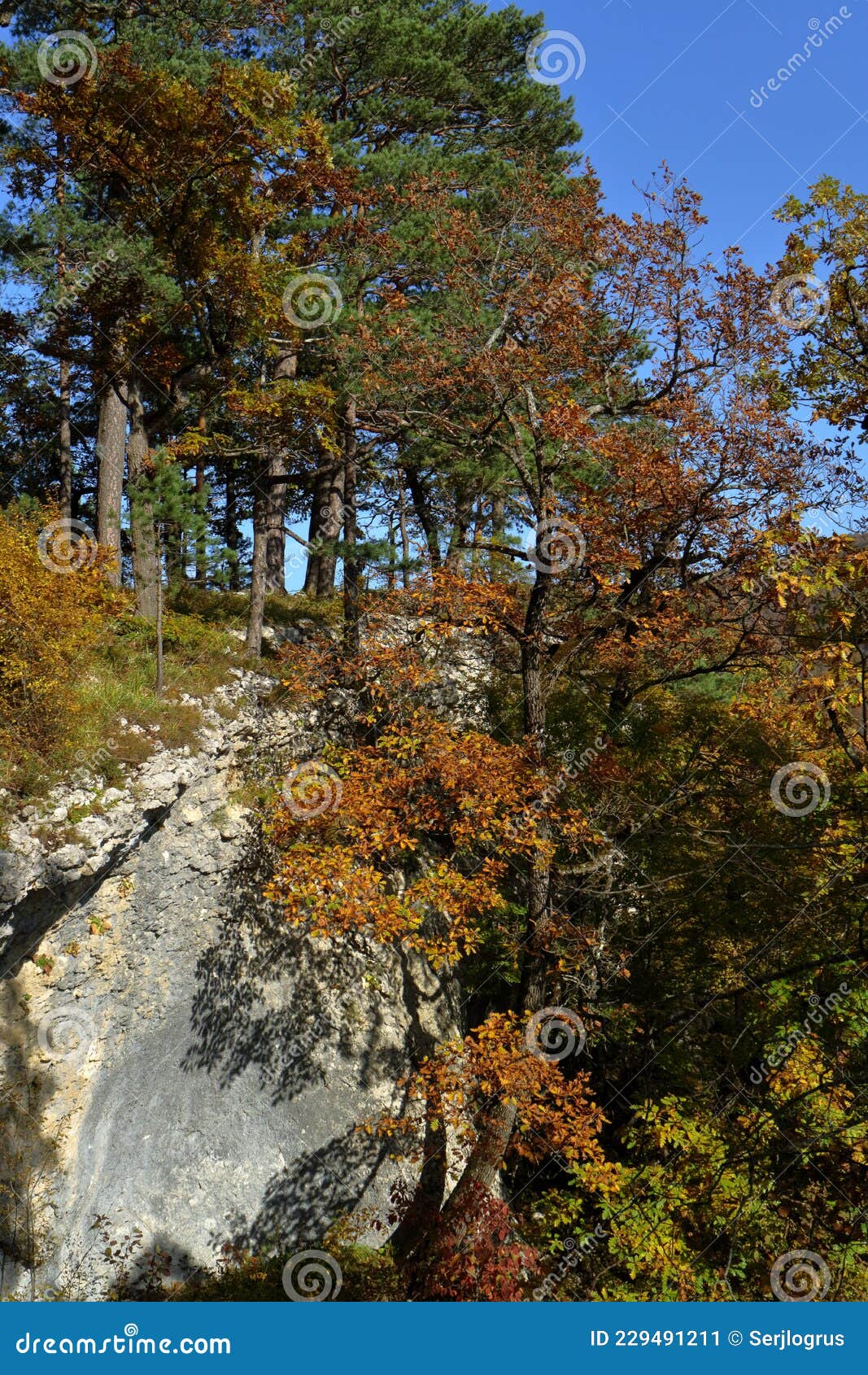 Yellow Trees. Mountain Valley Stock Image - Image of outdoors, colored ...