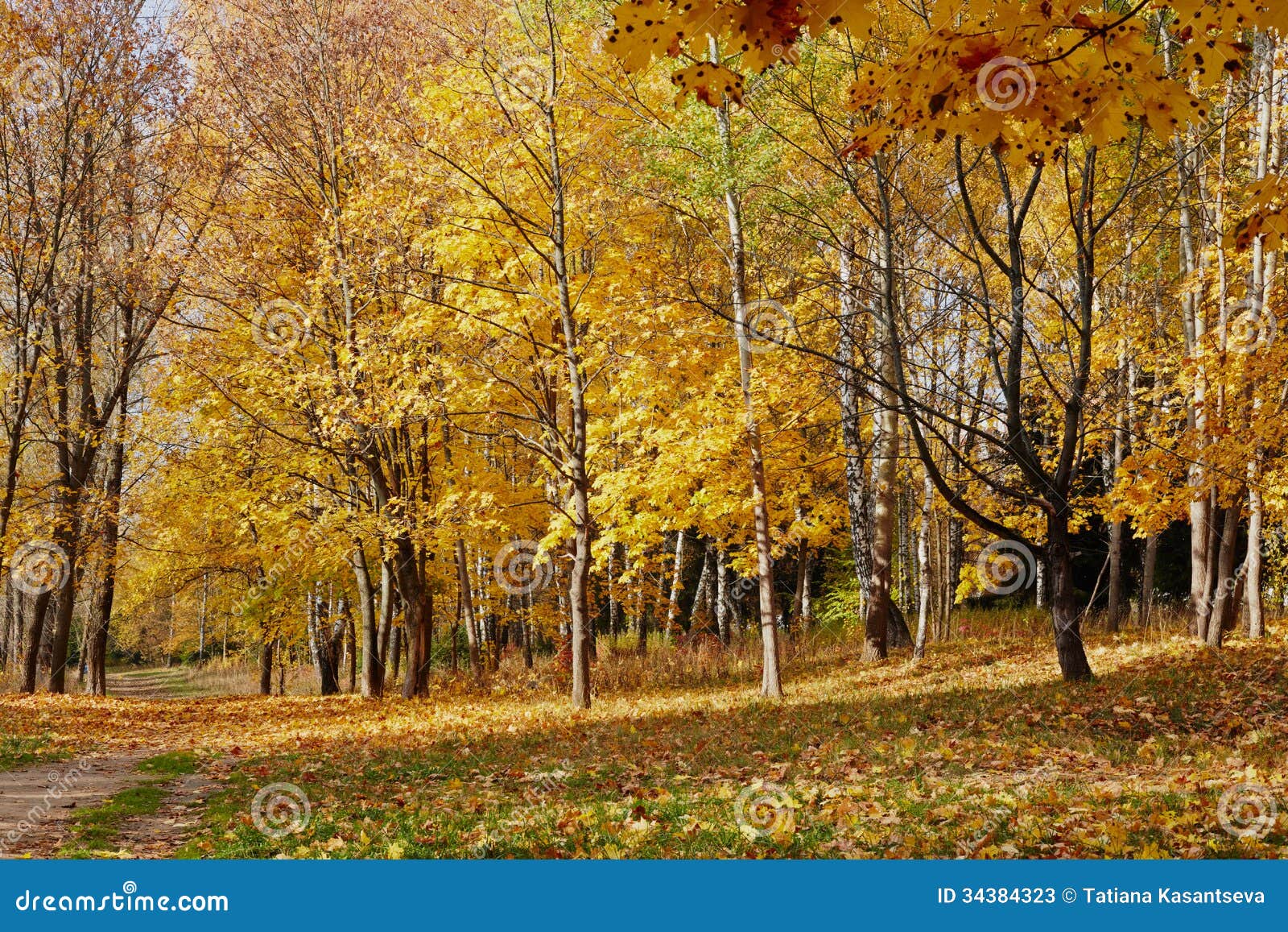 Yellow trees in october stock image. Image of peaceful - 34384323