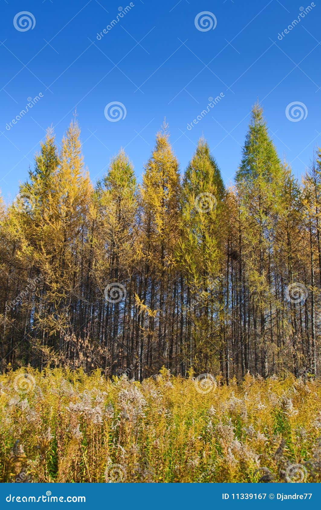 Yellow Trees in a Row and Grass Stock Image - Image of garden, meadow ...
