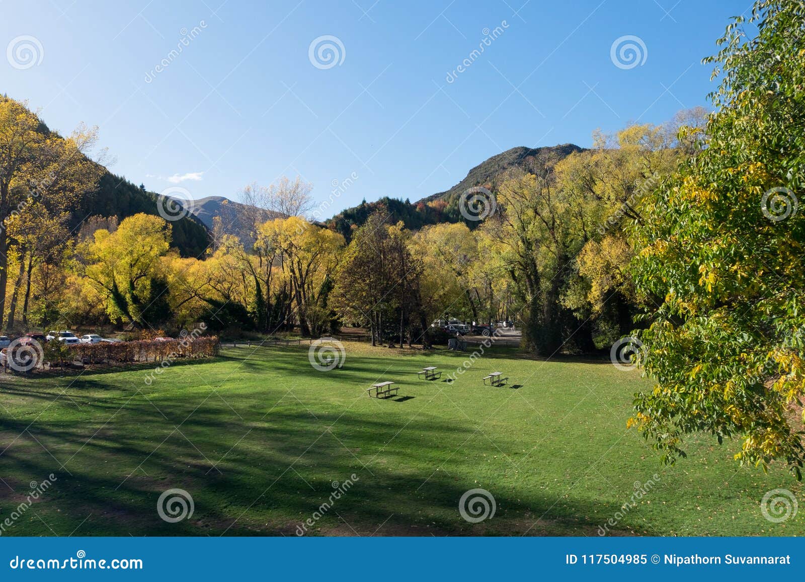 Yellow tree in park stock image. Image of leaves, green - 117504985