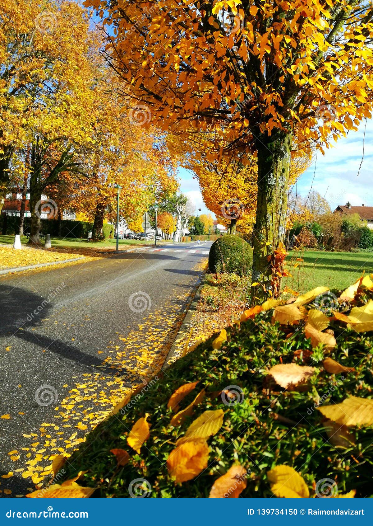 Yellow trees on the street stock photo. Image of leaves - 139734150