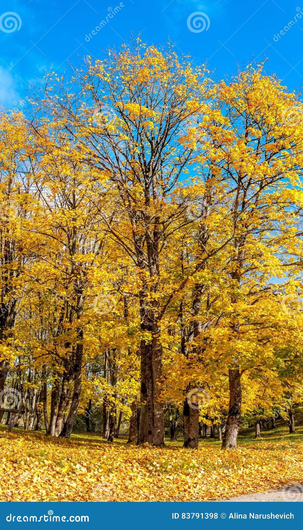 Yellow Trees Under Deep Blue Sky in Warm Sunny Day Stock Photo - Image ...