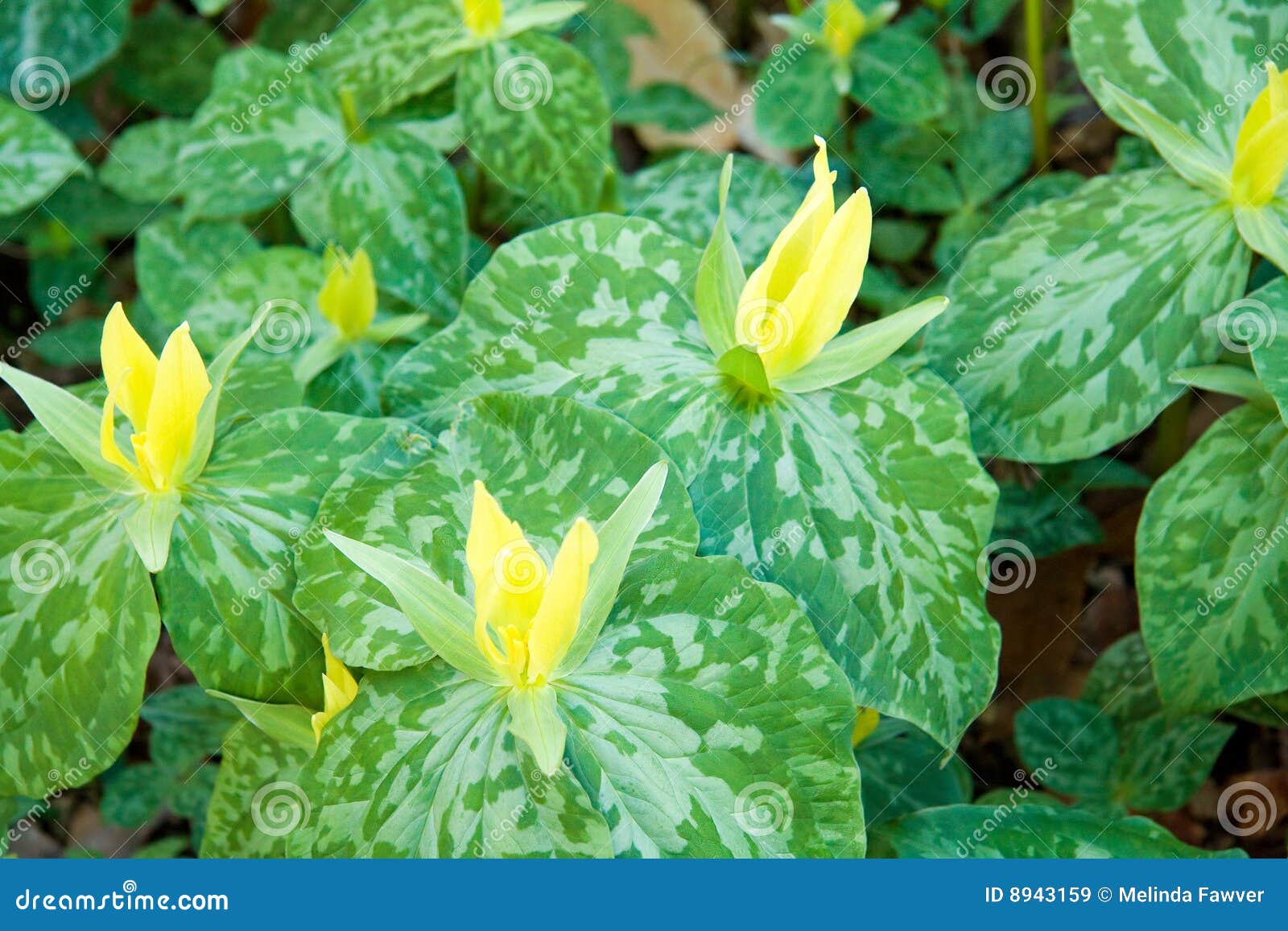 Yellow Trillium stock image. Image of yellow, outdoors - 8943159