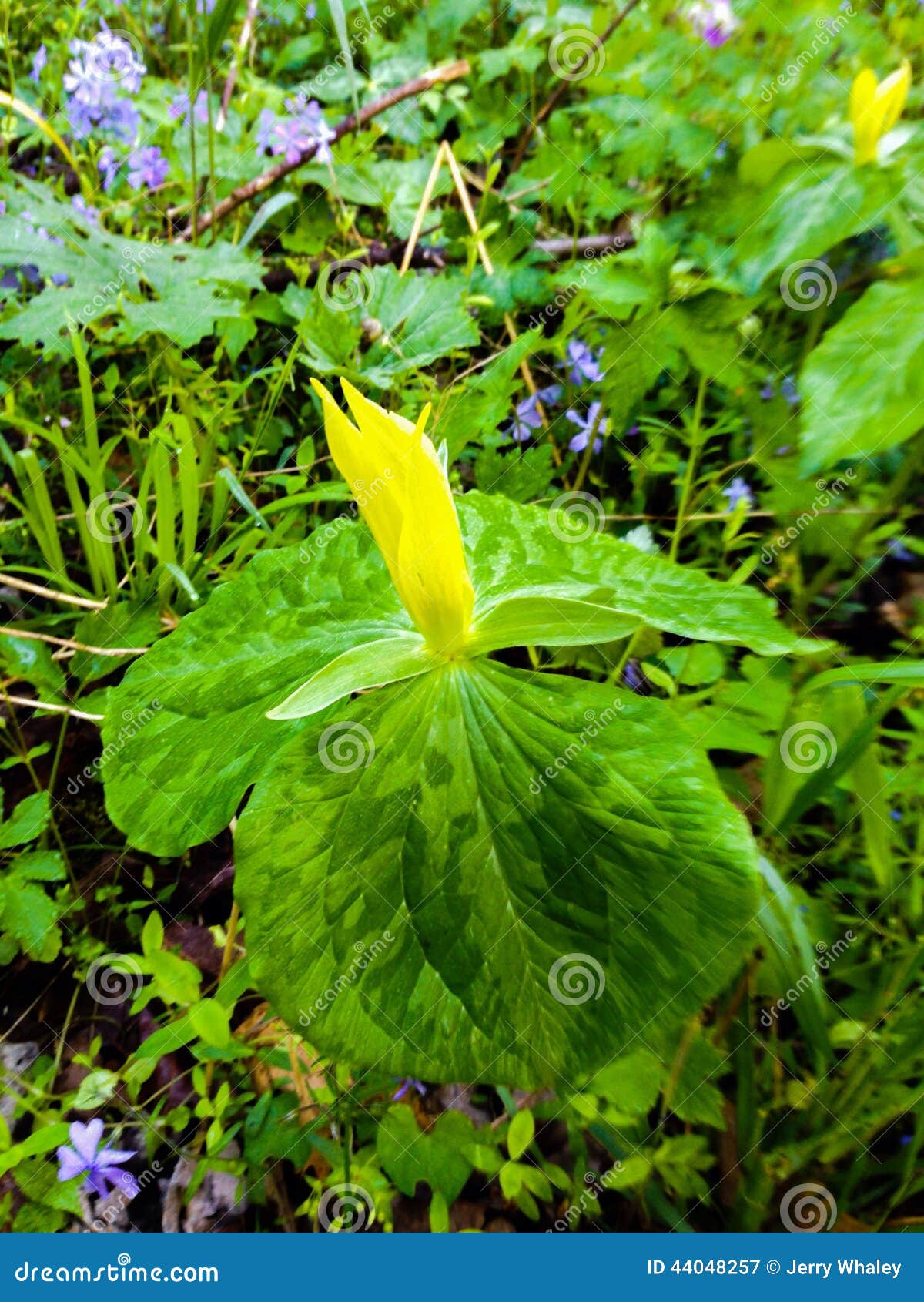Yellow Trillium stock image. Image of trillium, yellow - 44048257