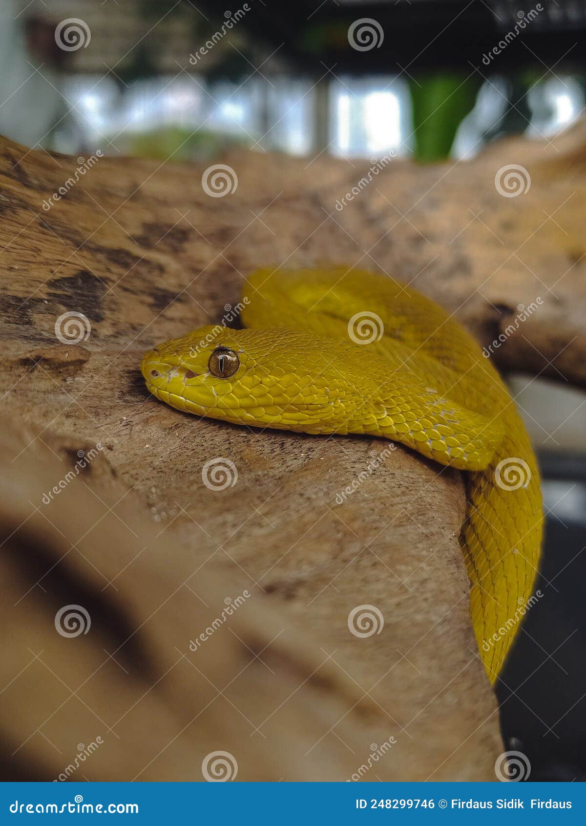 Yellow Trimeresurus Insularis Stock Photo - Image of trimeresurus ...