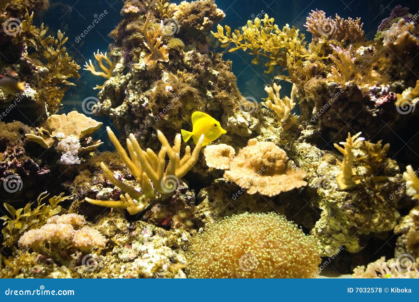 Yellow tropic fish stock photo. Image of exotic, fish - 7032578