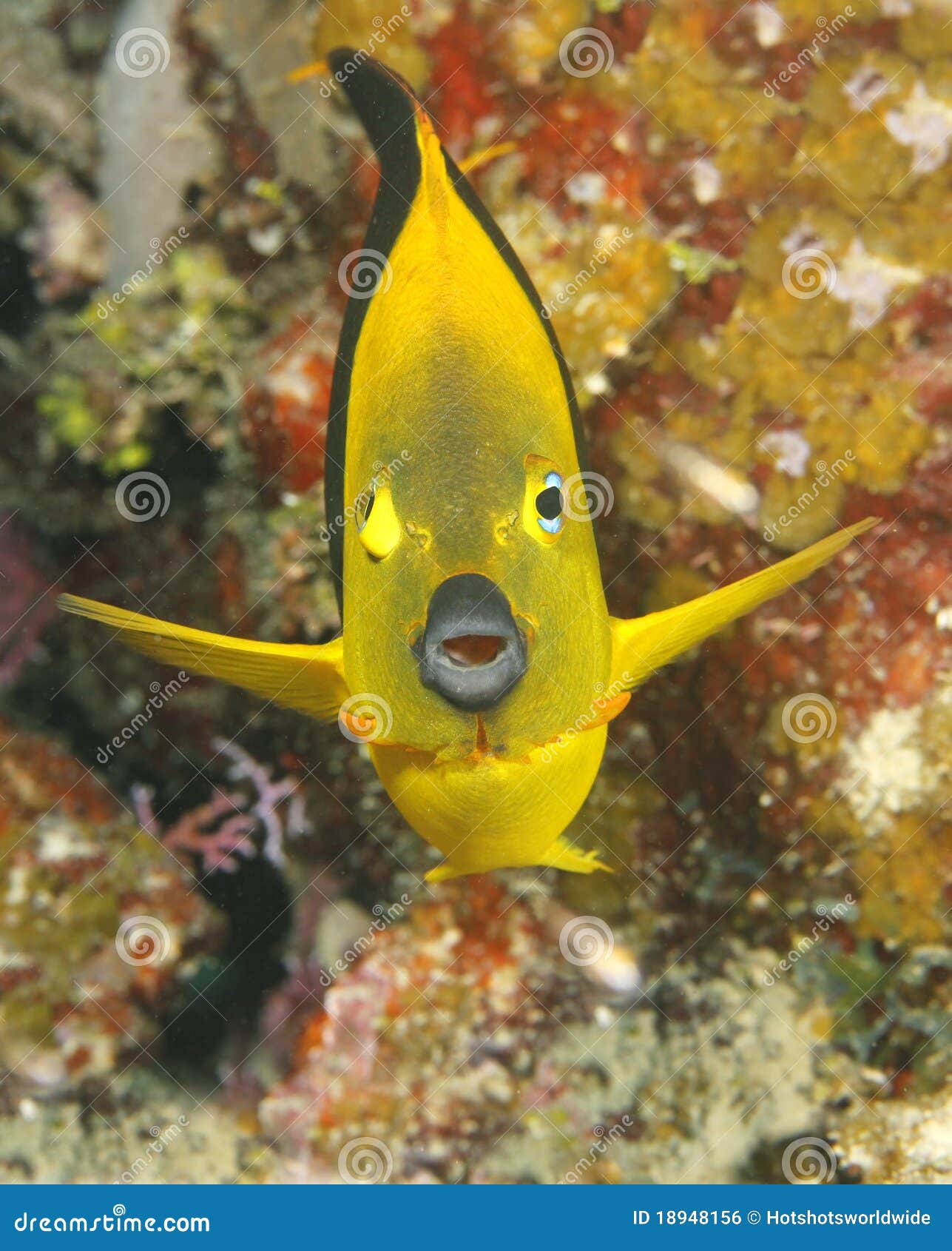 Yellow Tropical Fish Scho. Coral Reef Underwater Photo. Yellow Fish ...