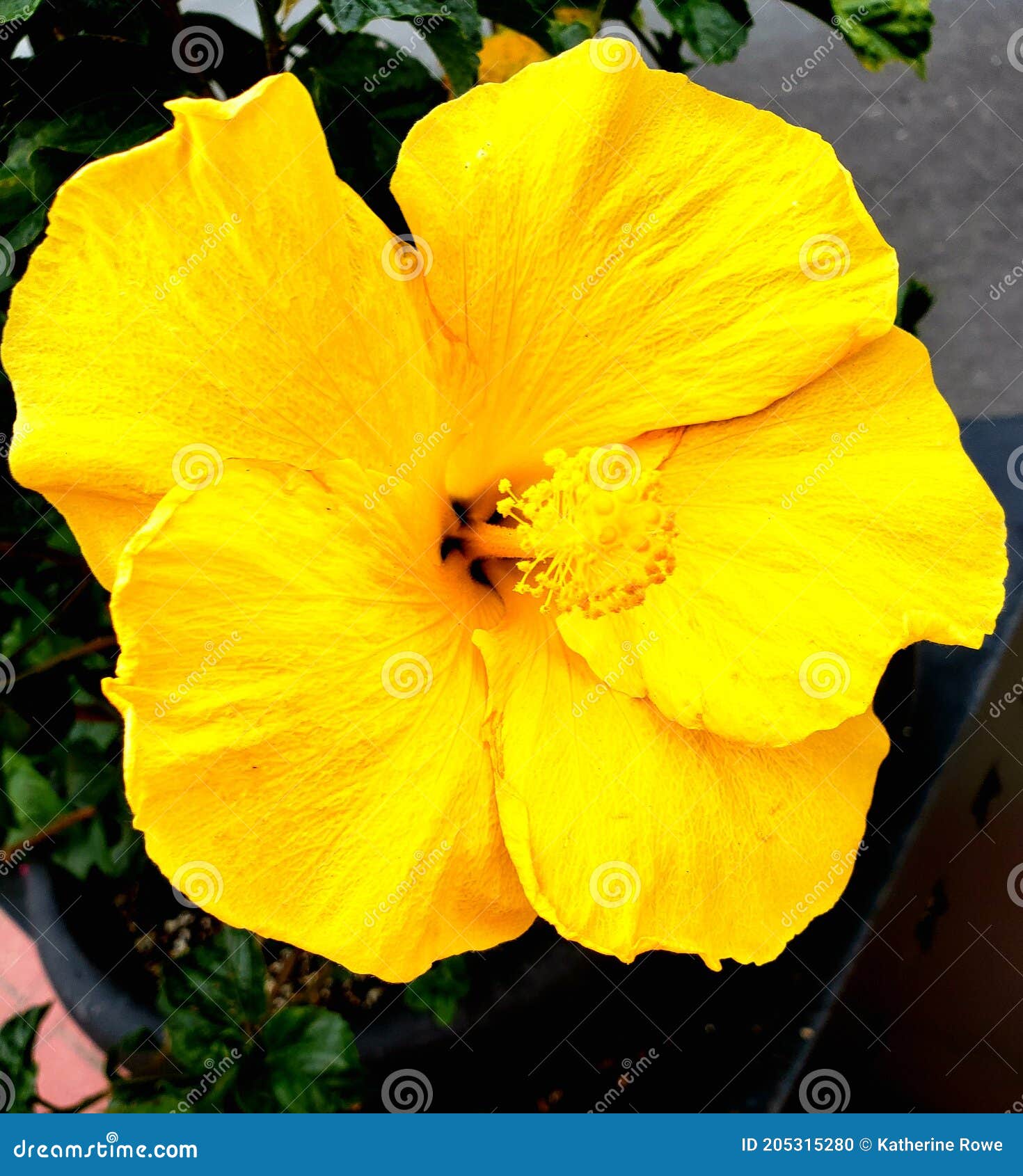 Yellow Tropical Breeze stock photo. Image of blossom - 205315280