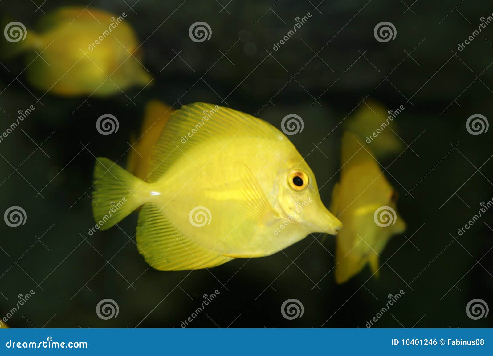 Yellow tropical fish stock photo. Image of aquarium, warm - 10401246