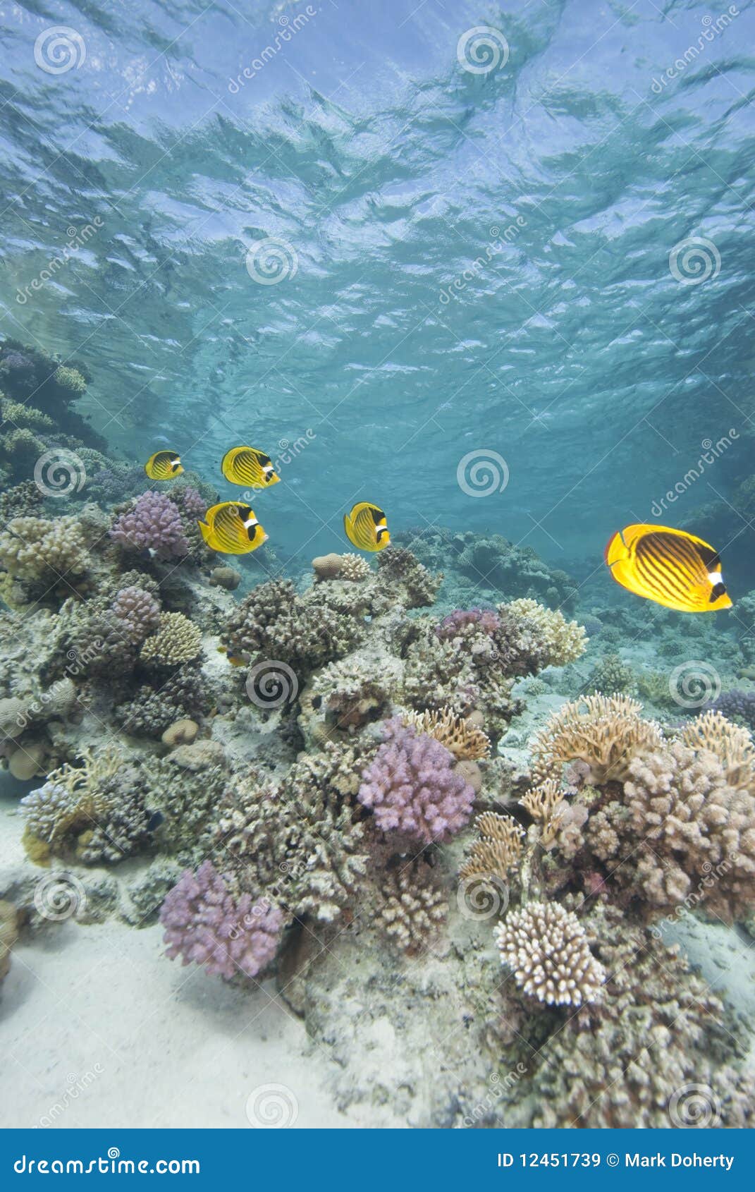 Yellow tropical fish stock image. Image of tropical, wide - 12451739