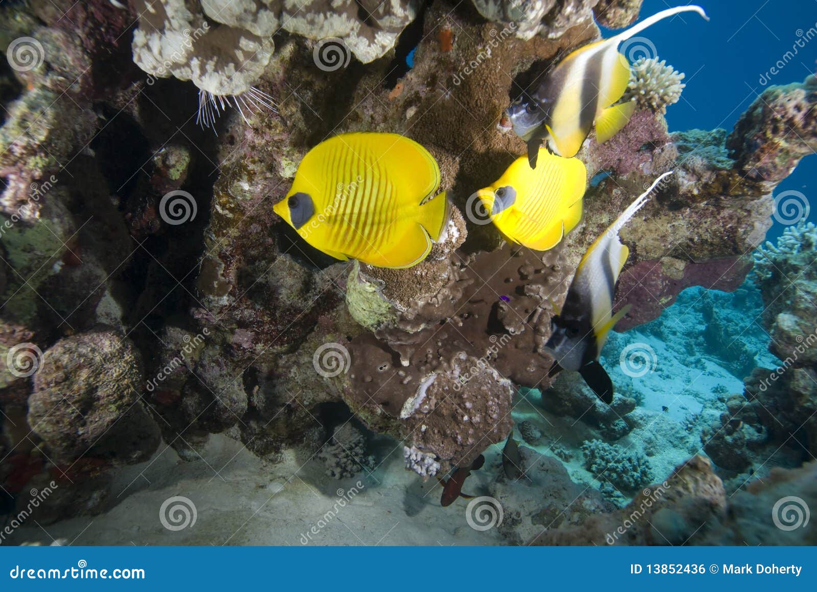 Yellow tropical fish stock photo. Image of aquarium, color - 13852436