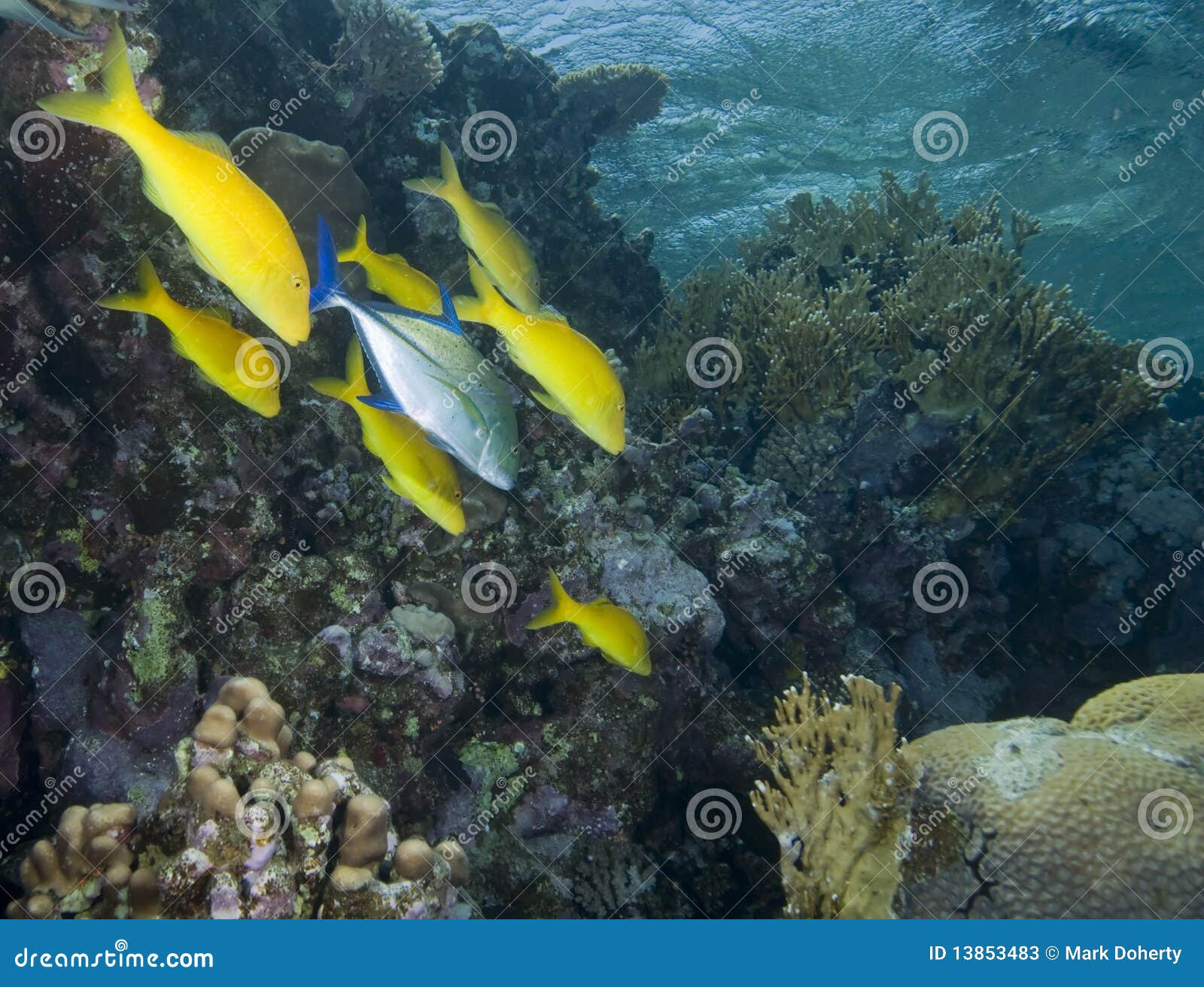 Yellow tropical fish stock image. Image of vibrant, marine - 13853483