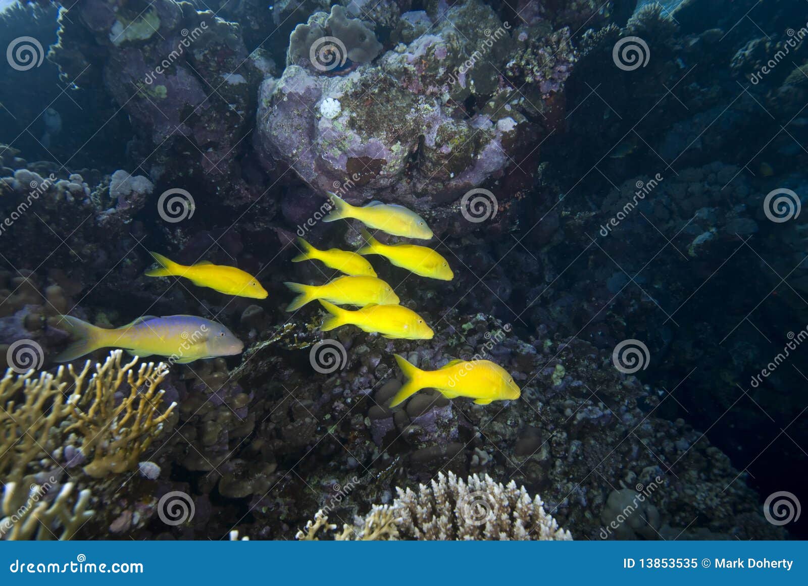 Yellow tropical fish stock image. Image of hard, marine - 13853535