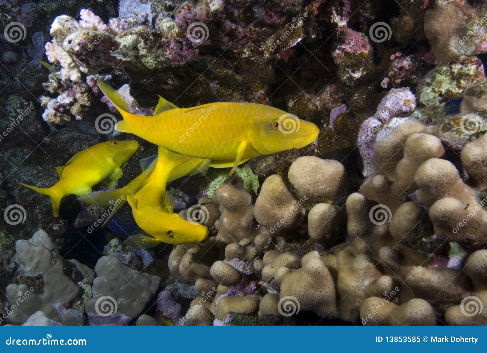 Yellow tropical fish stock image. Image of fish, colorful - 13853585