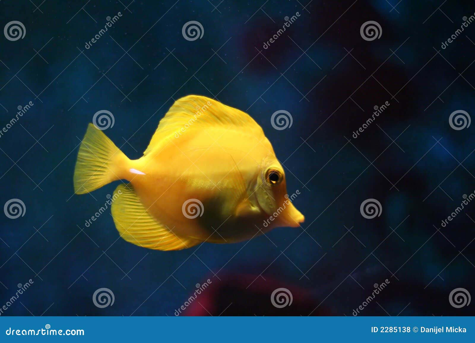 Yellow tropical fish #2 stock photo. Image of underwater - 2285138