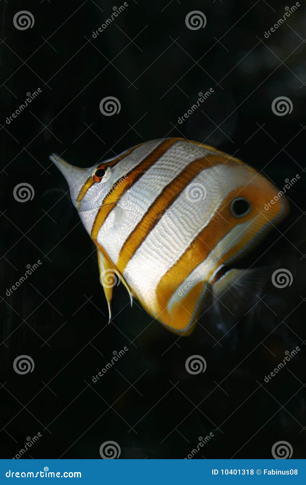 Yellow Tropical Fish Isolated Stock Photo - Image of chelmon, saltwater ...
